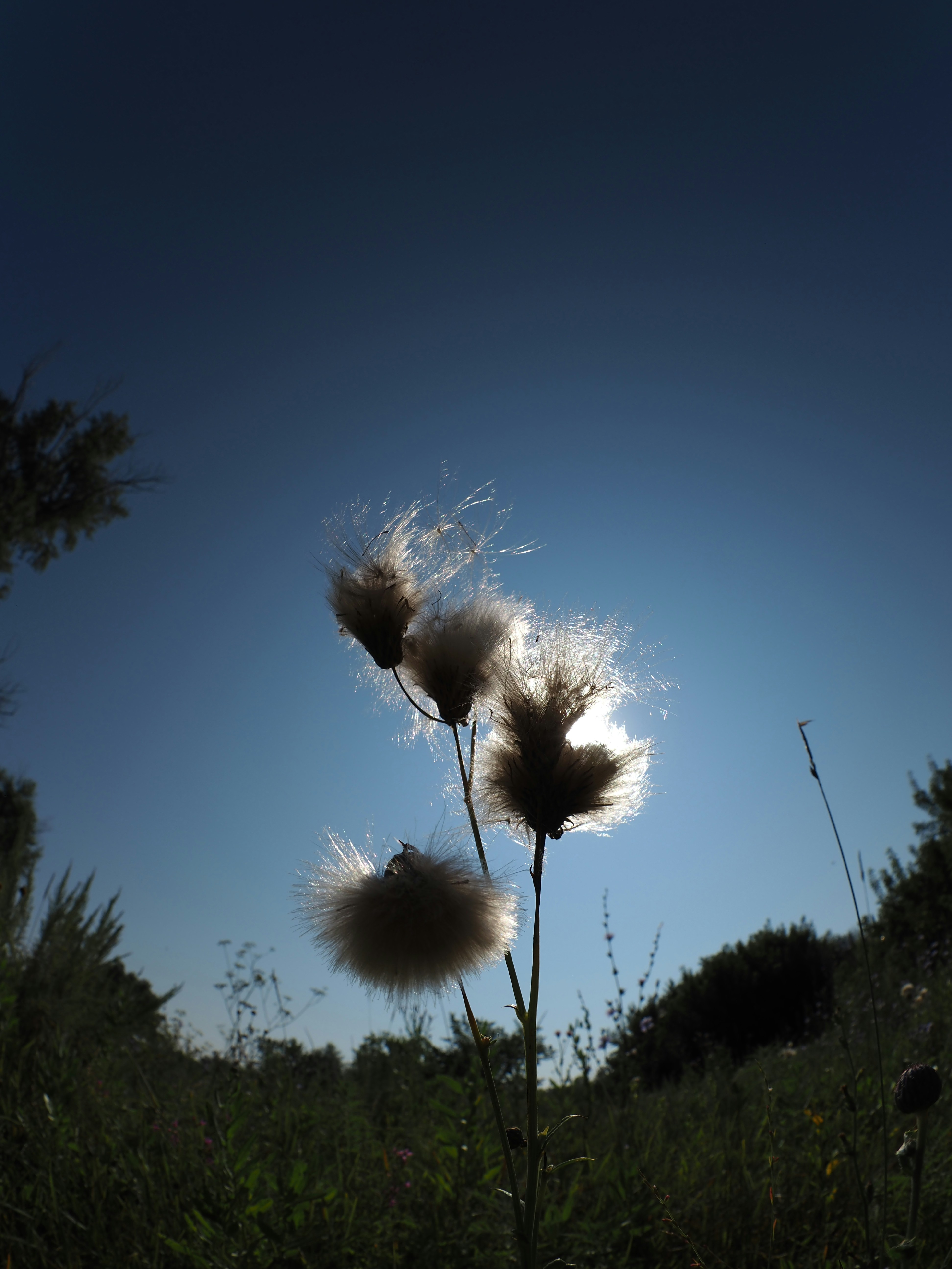Silhouetted Cotton-Flower Stems Reaching Toward a Clear Sky