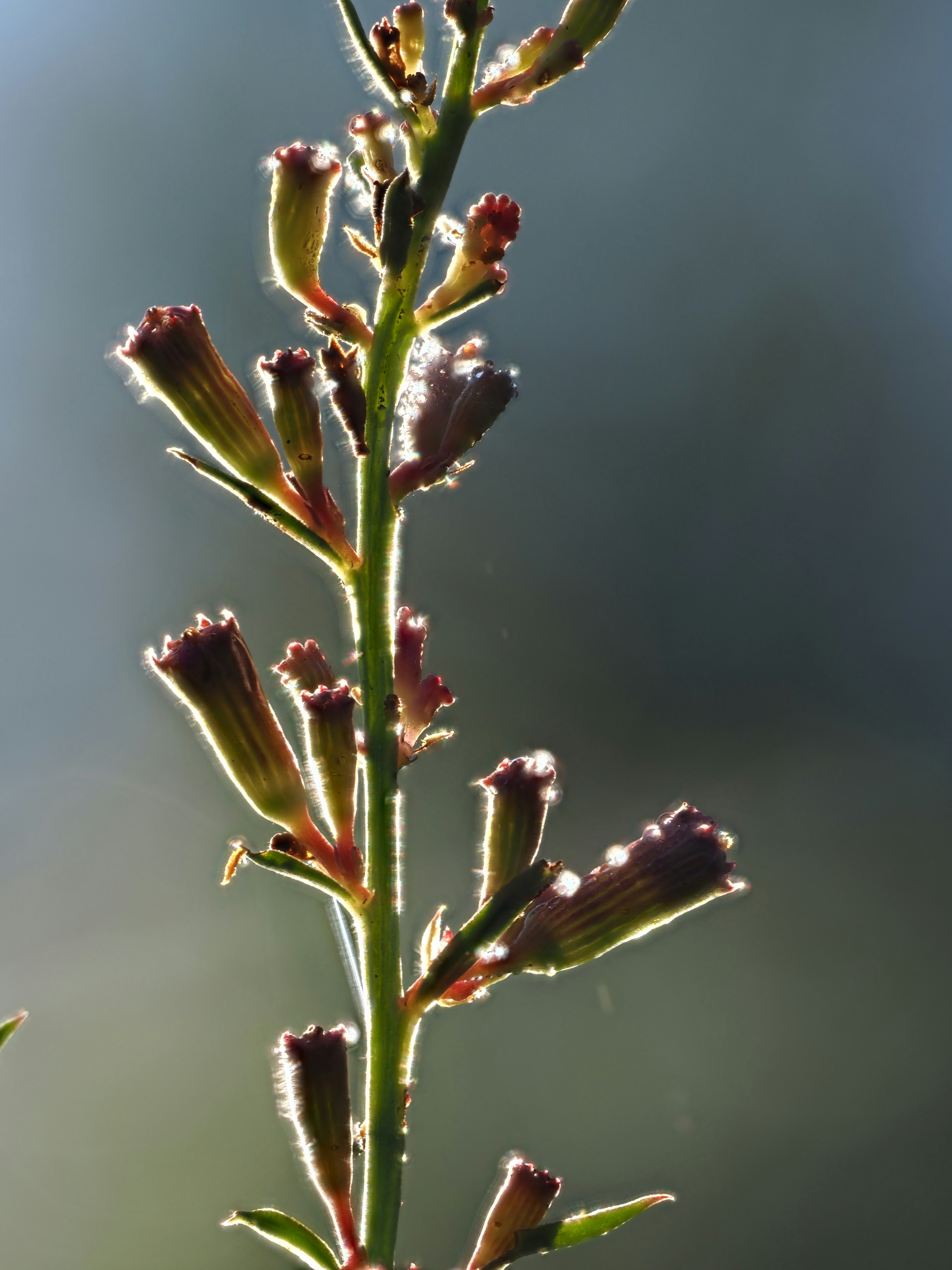 Backlit Shoot: Buds on a Stem Glowing Along a Framed Corridor