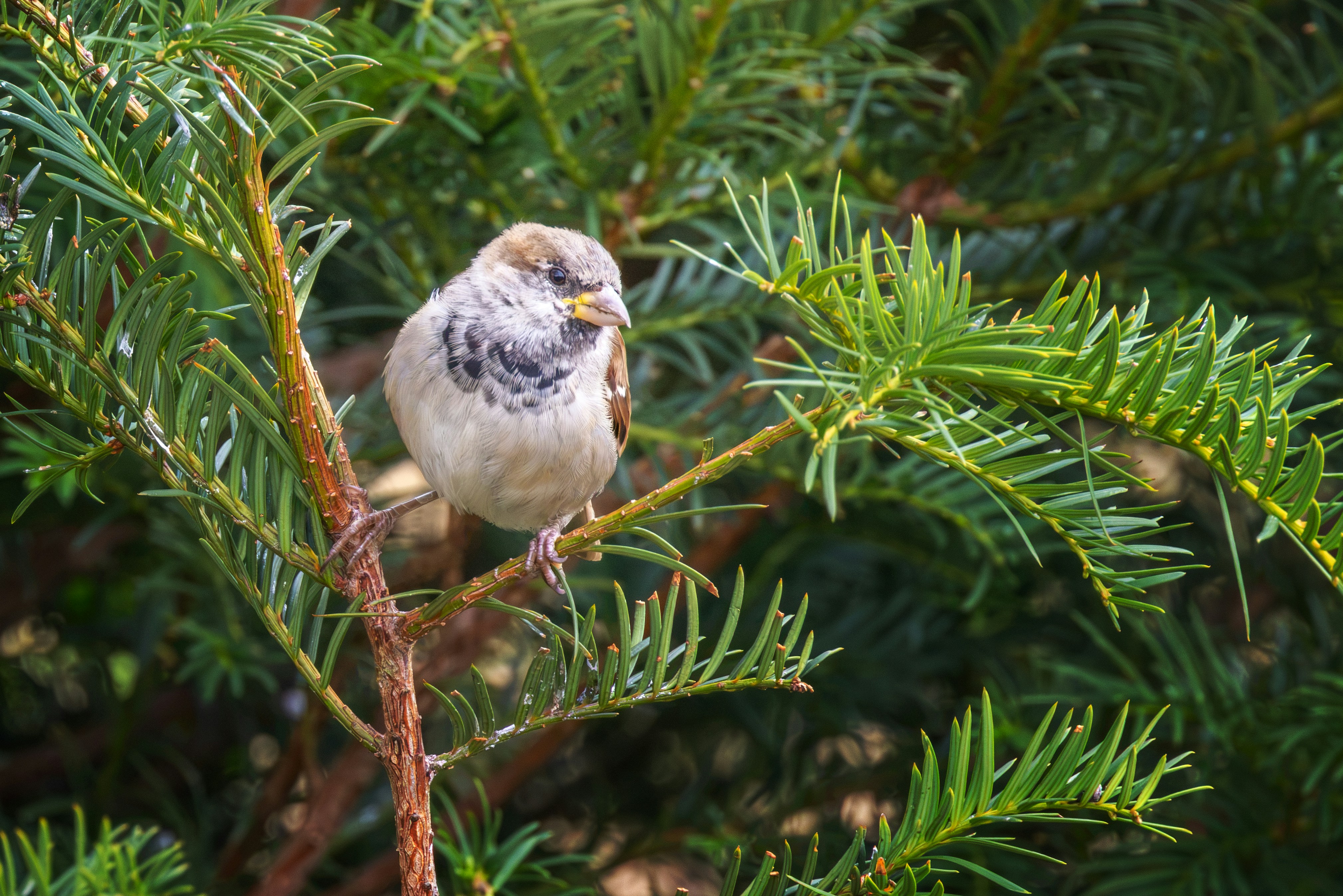 Waiting in the Green Corridor: A Songbird Among Pine-like Sprigs