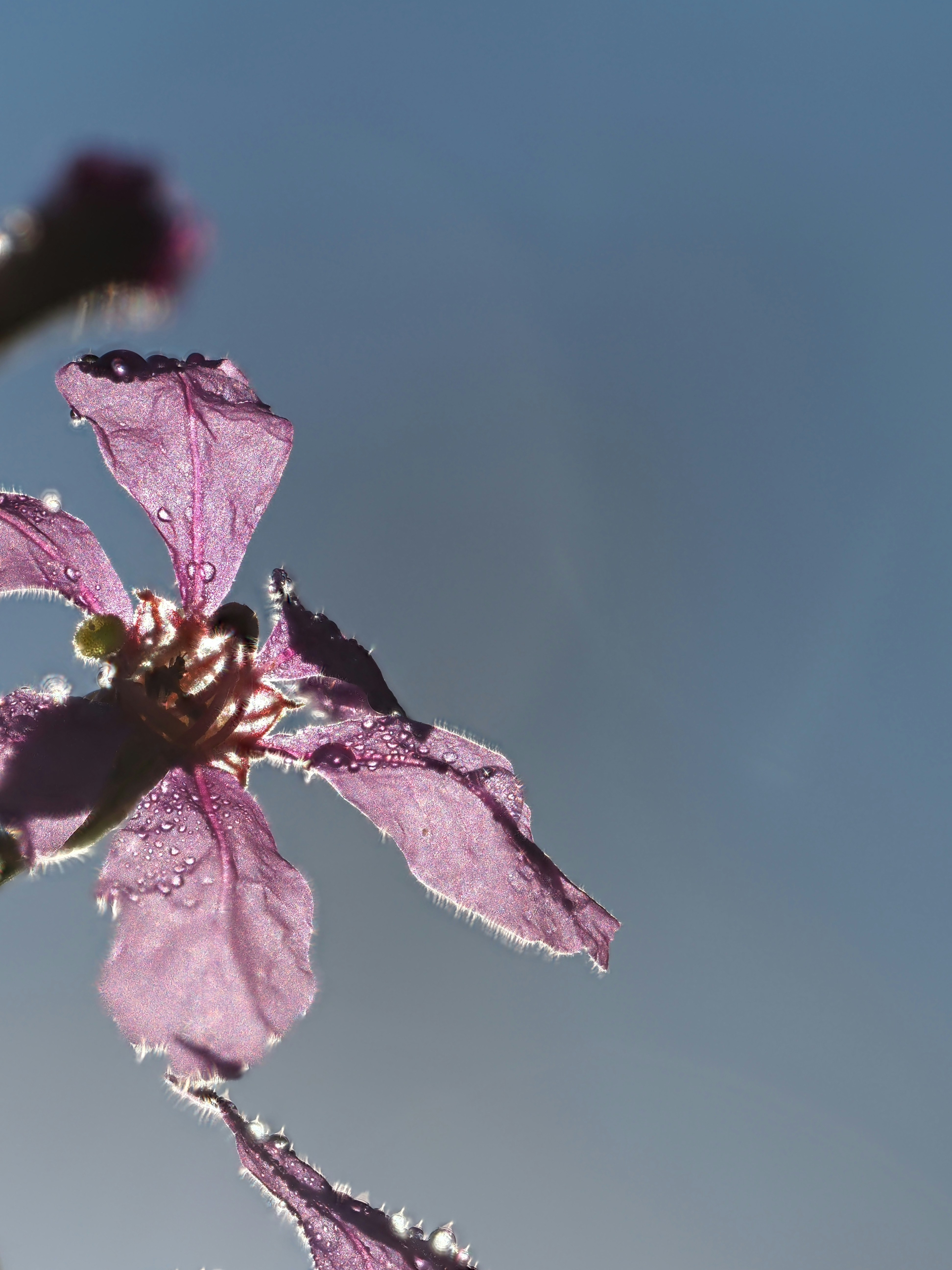Close-Up of Pink Petals Against a Clear Sky