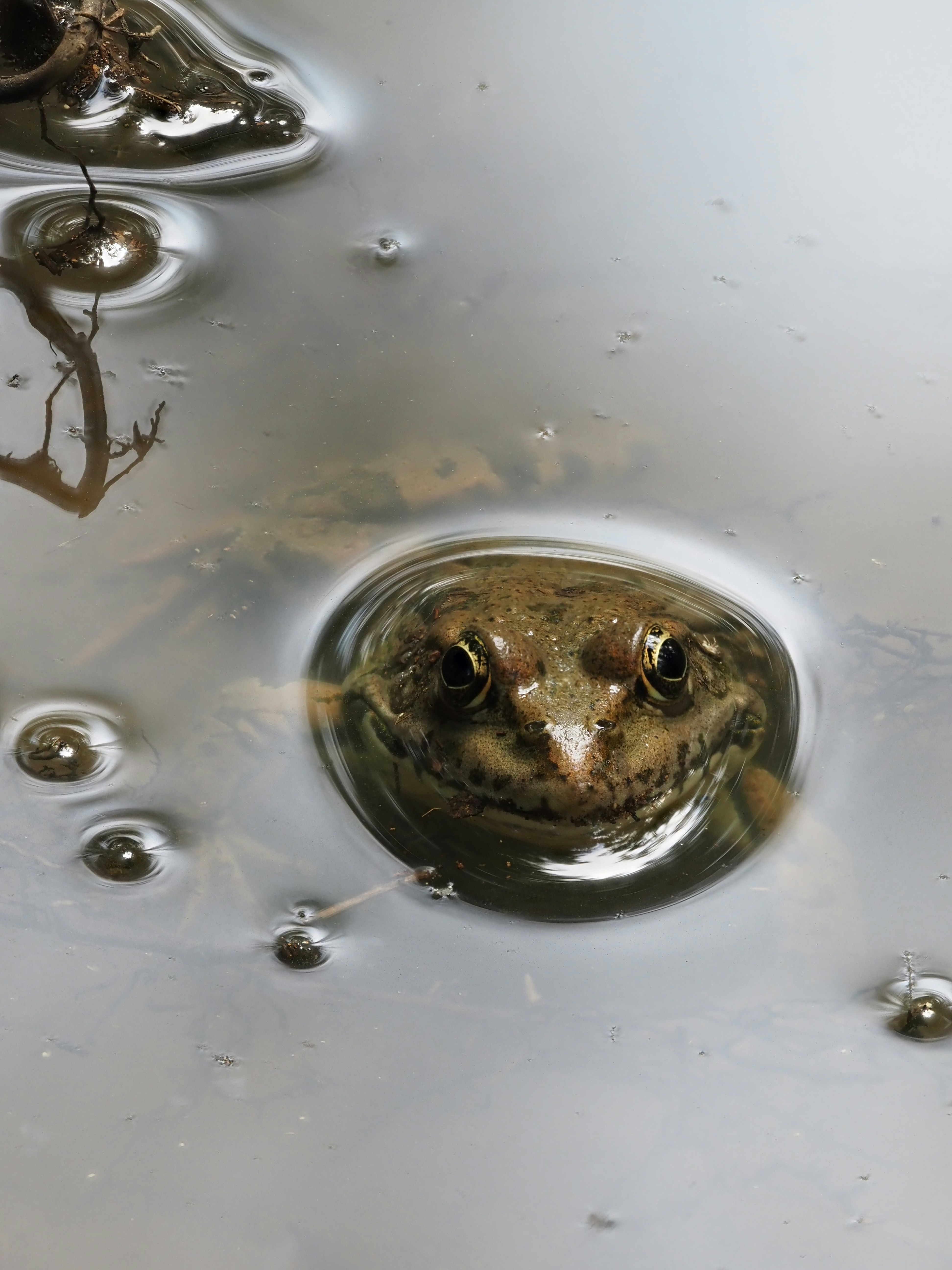 Hidden Resident: Frog Peering Through Murky Water