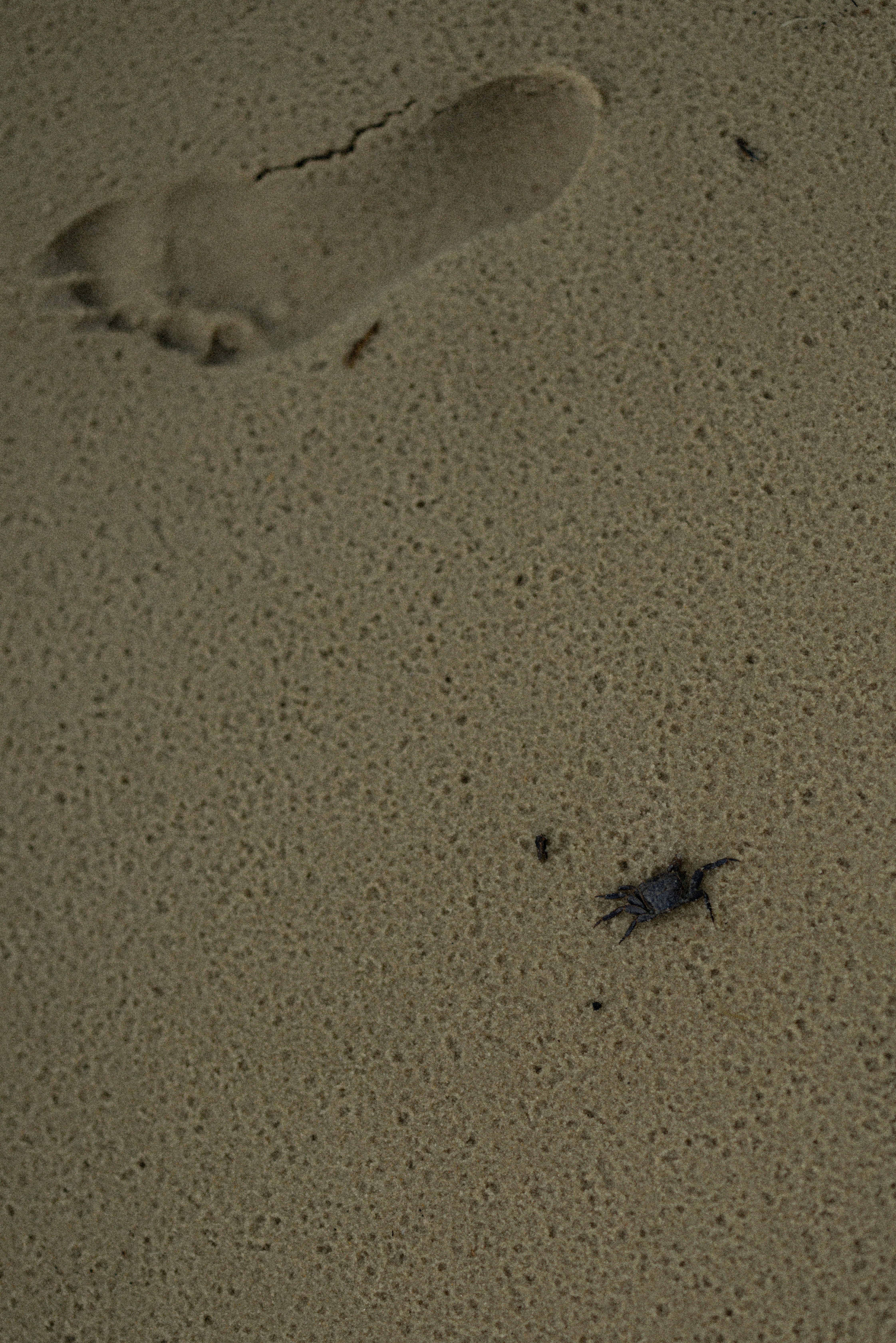 Footprint in Wet Sand with Scorpion Grasping the Edge