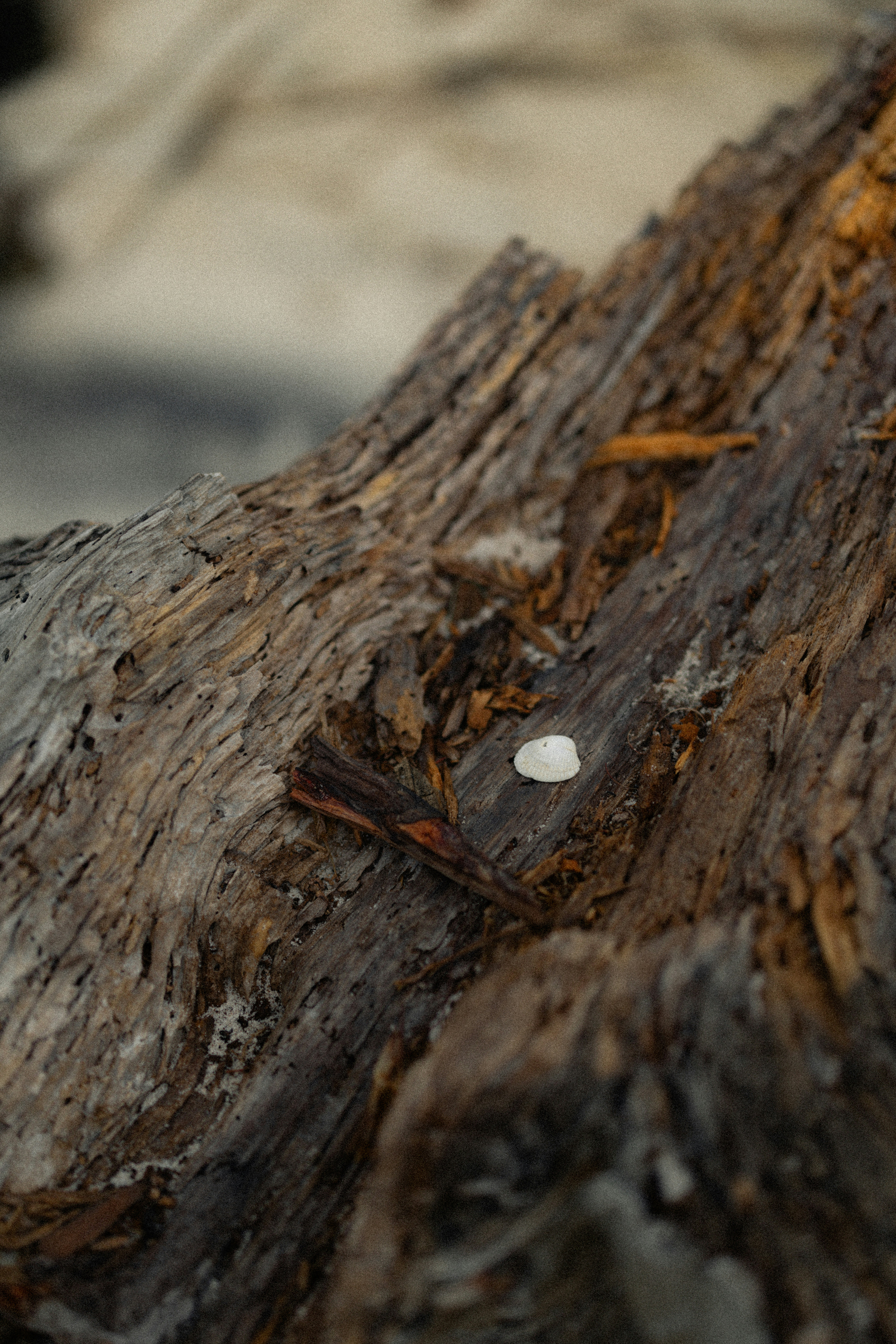 A close-up of a weathered log with a small white growth resting on the textured bark, highlighting natural wood detail and organic contrast.
