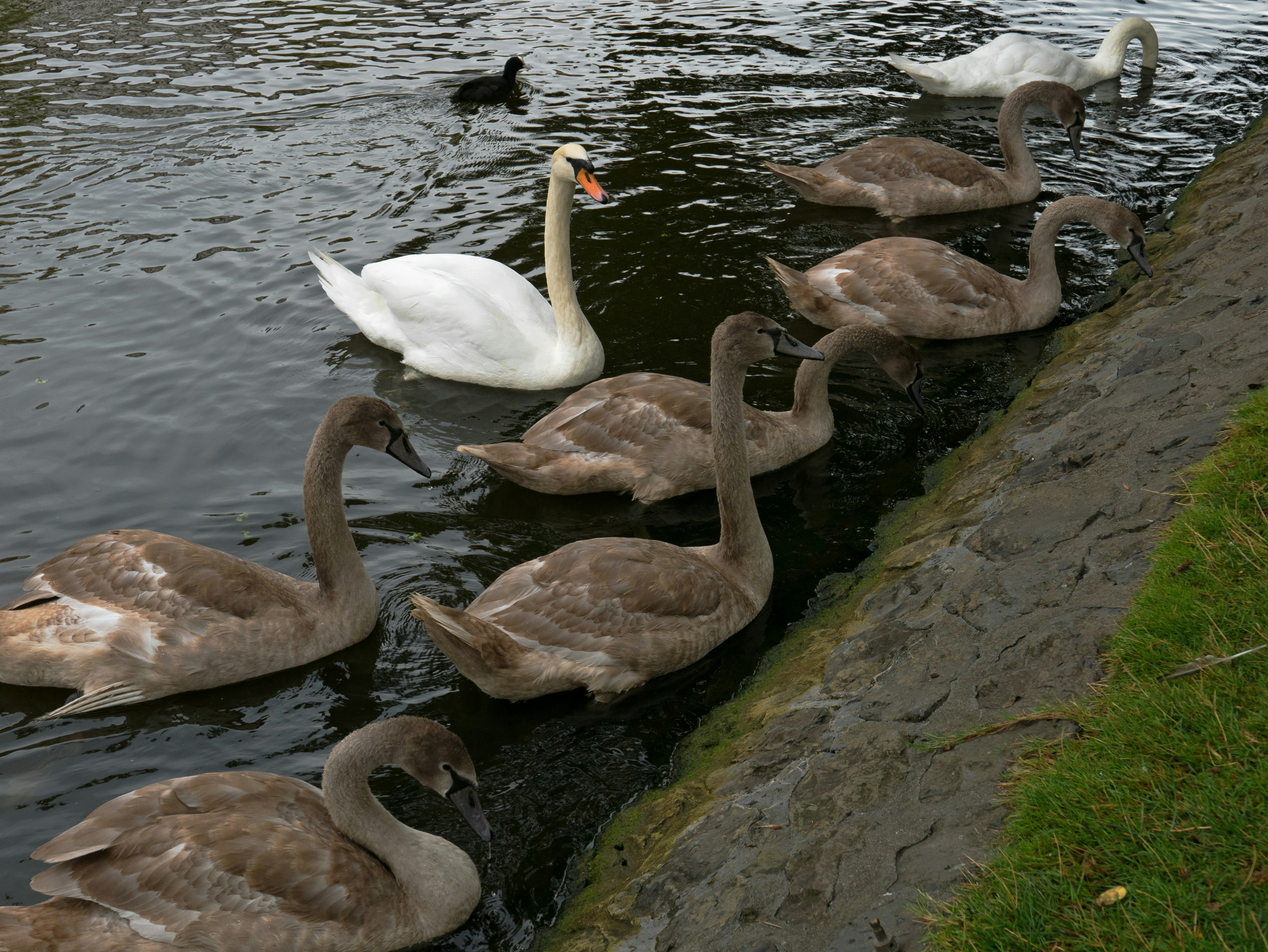 Swan Parade Along the Riverbank
