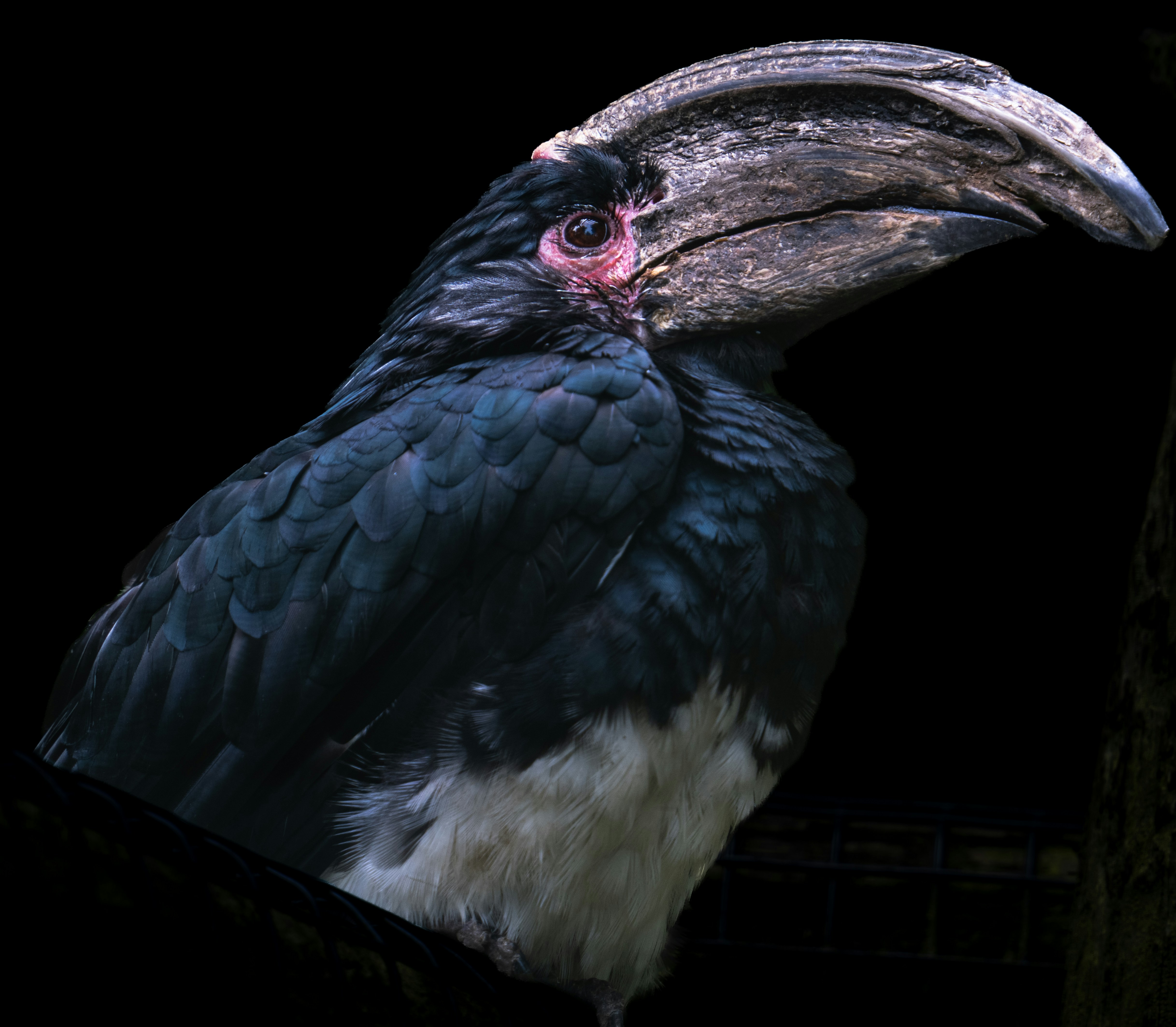 Rook-faced Sentinel: A Dark-feathered Ranger Beside the Night