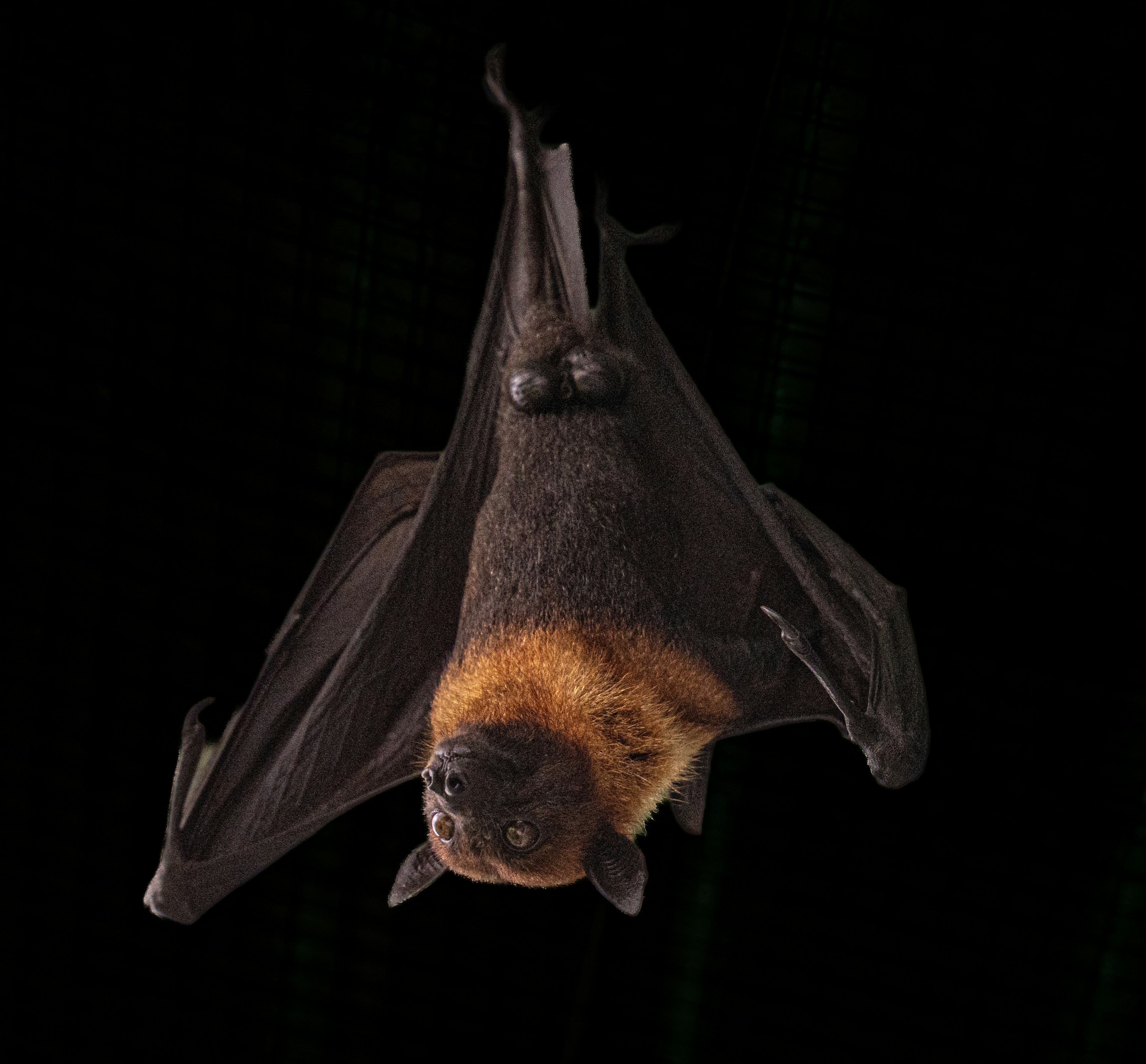 Midnight Acrobat: a Fruit Bat Hanging Against Velvet Darkness