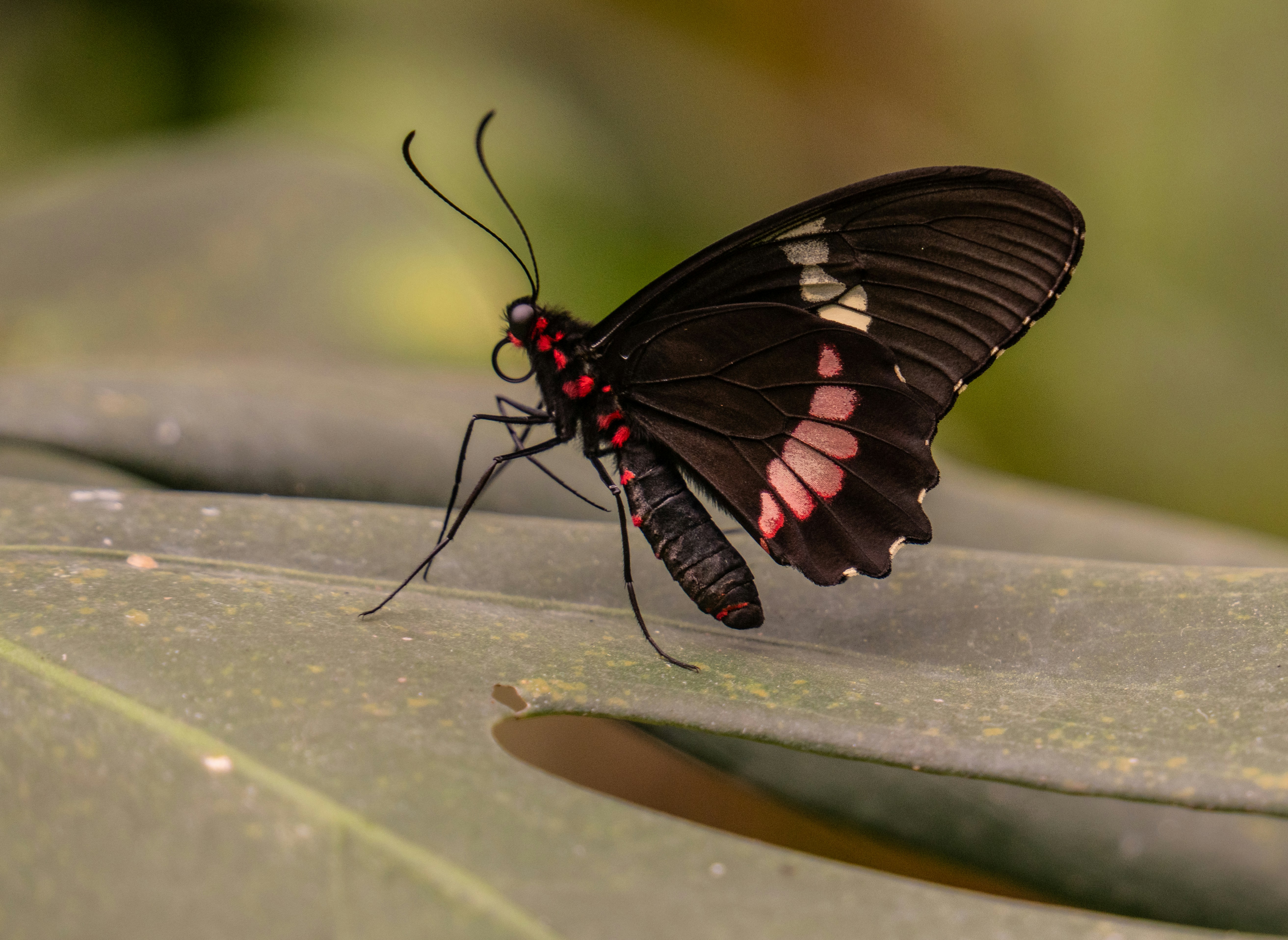 Red-shouldered Swallowtail Resting on a Tropical Leaf