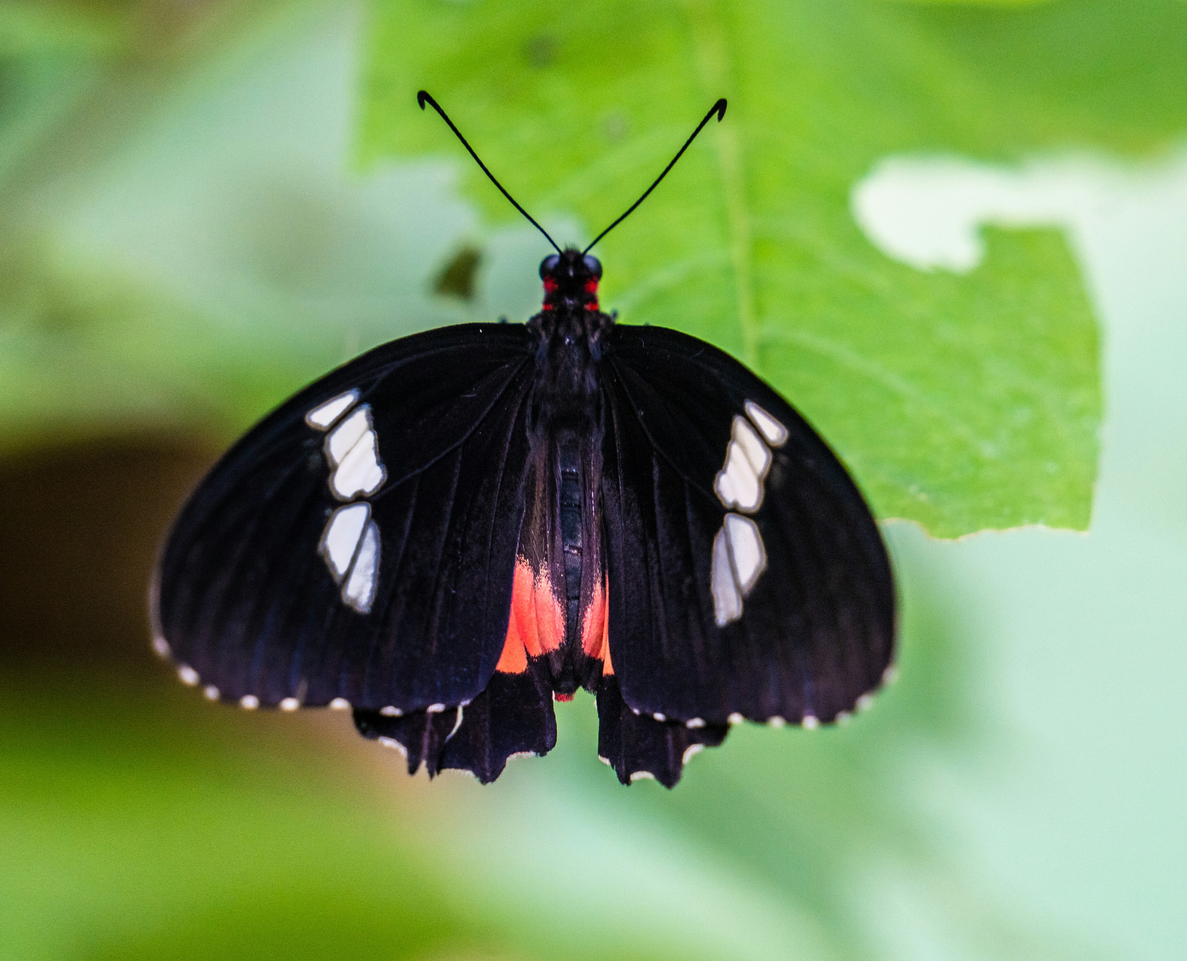 Black butterfly with white wing markings resting on a green leaf