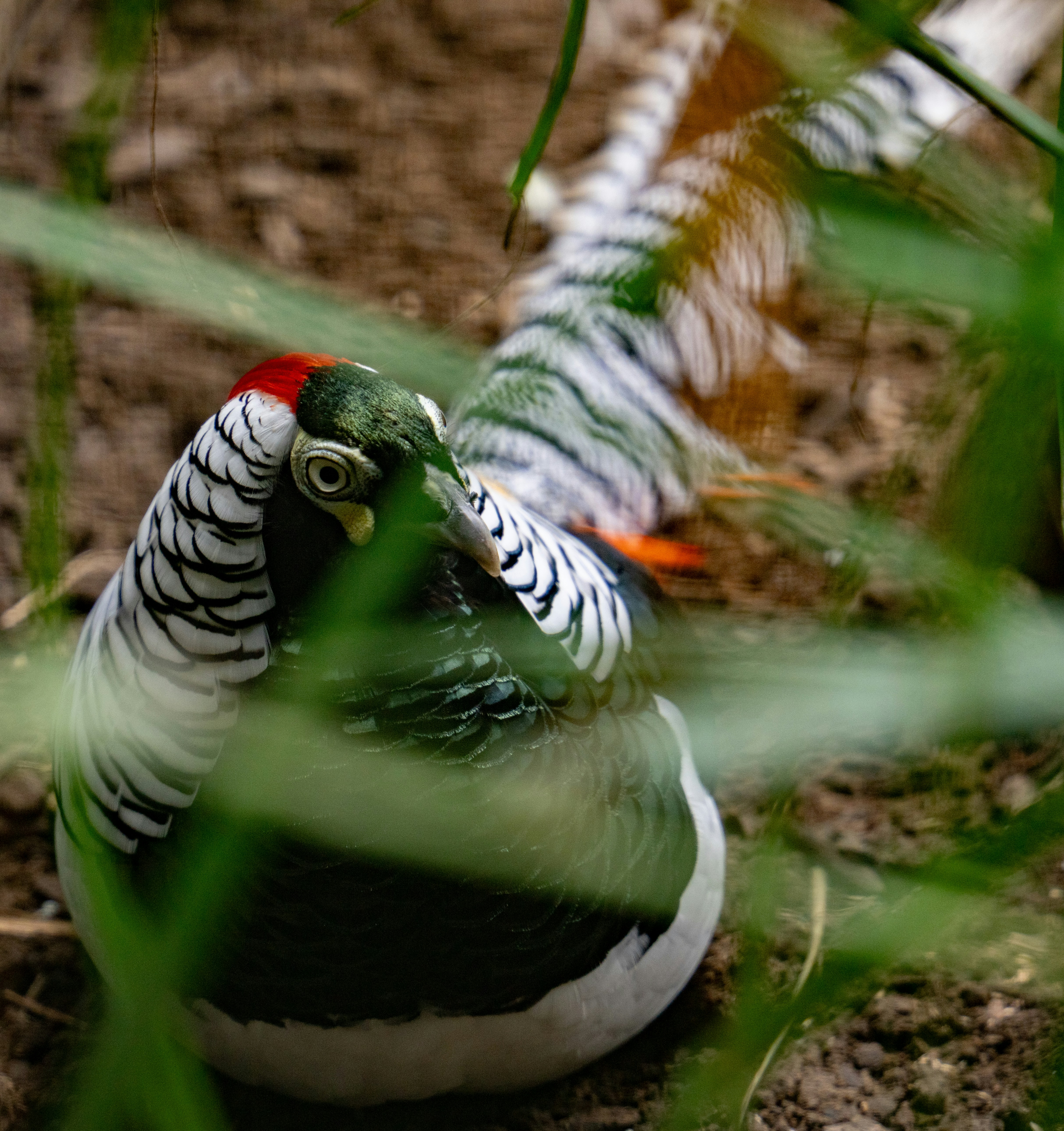 Masked in Green: A Wild Quarrel of Feathers