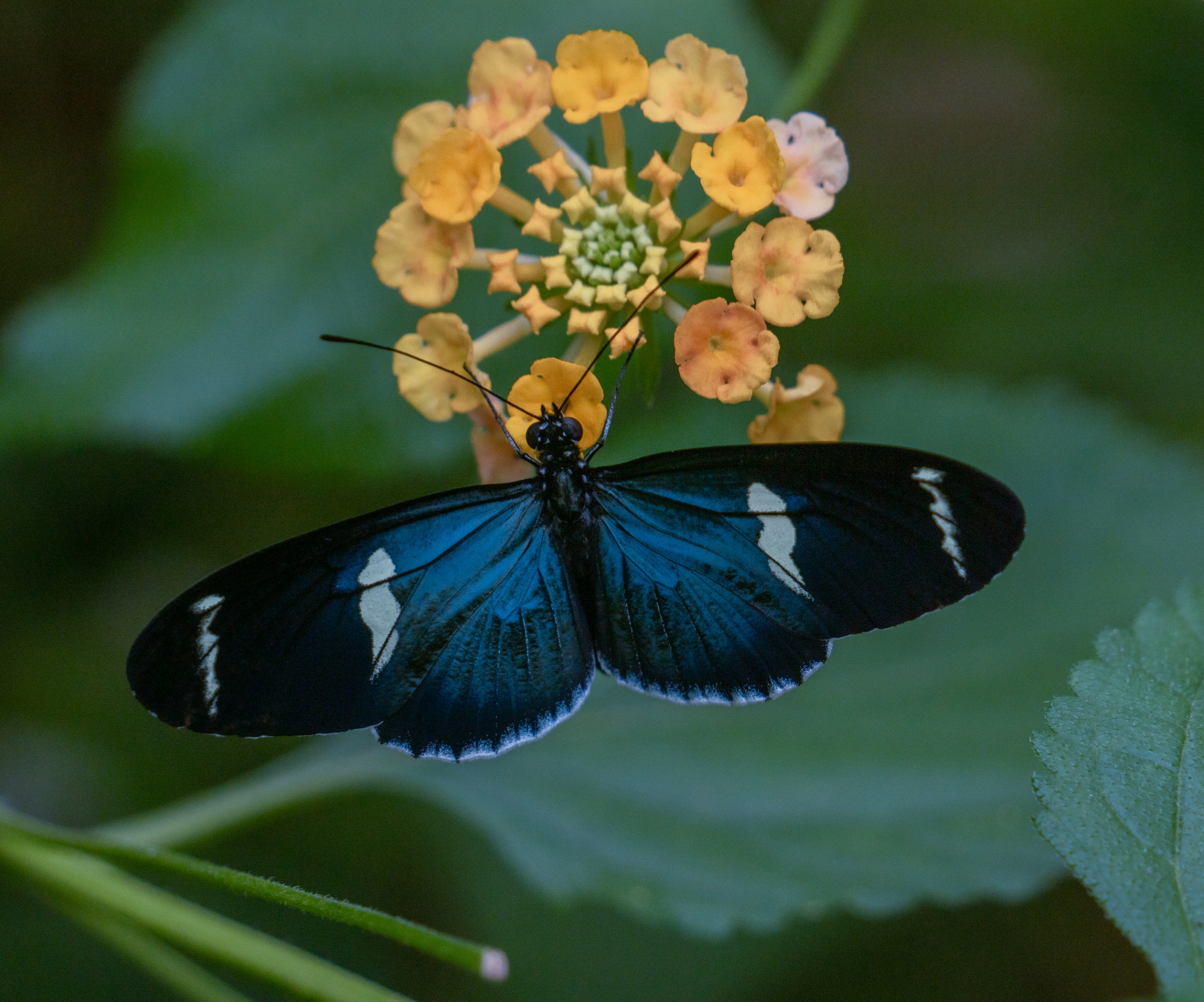 Azure Wings on a Golden Bloom