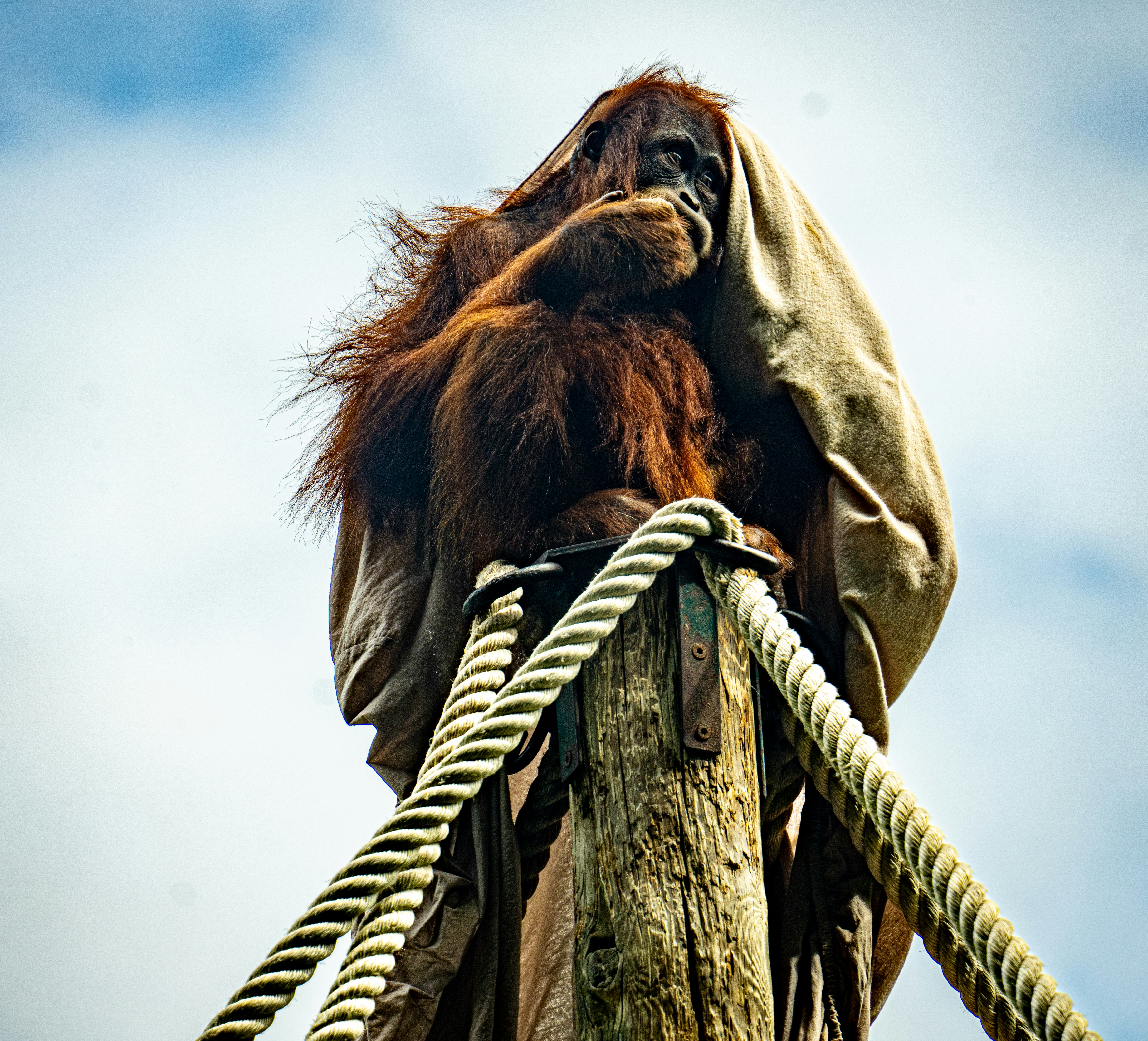 Pole-top Primate: Orangutan amid Weathered Post and Rope