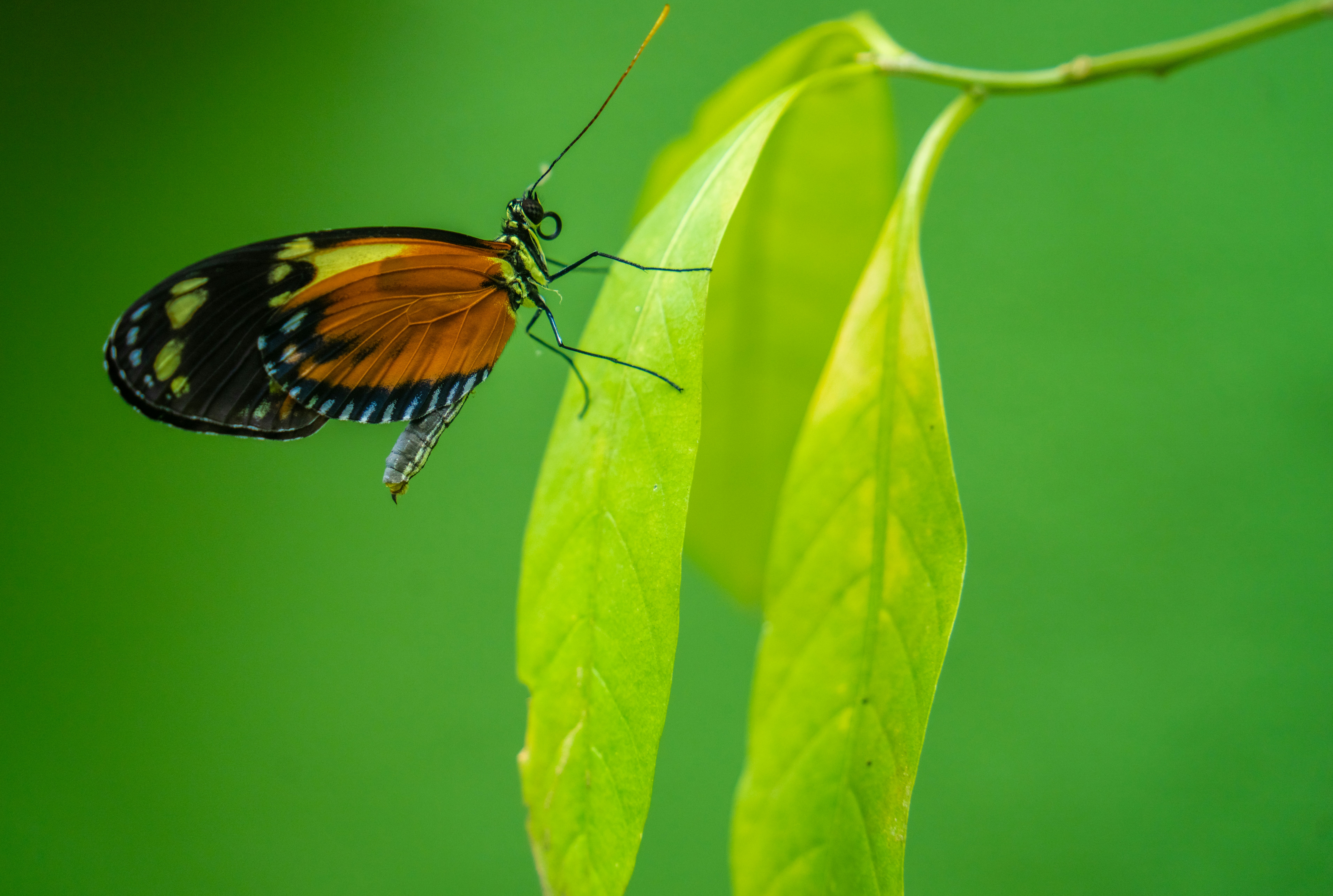 Winged Evening: A Monarch-like Butterfly Grasping a Leaf in Soft Focus Green