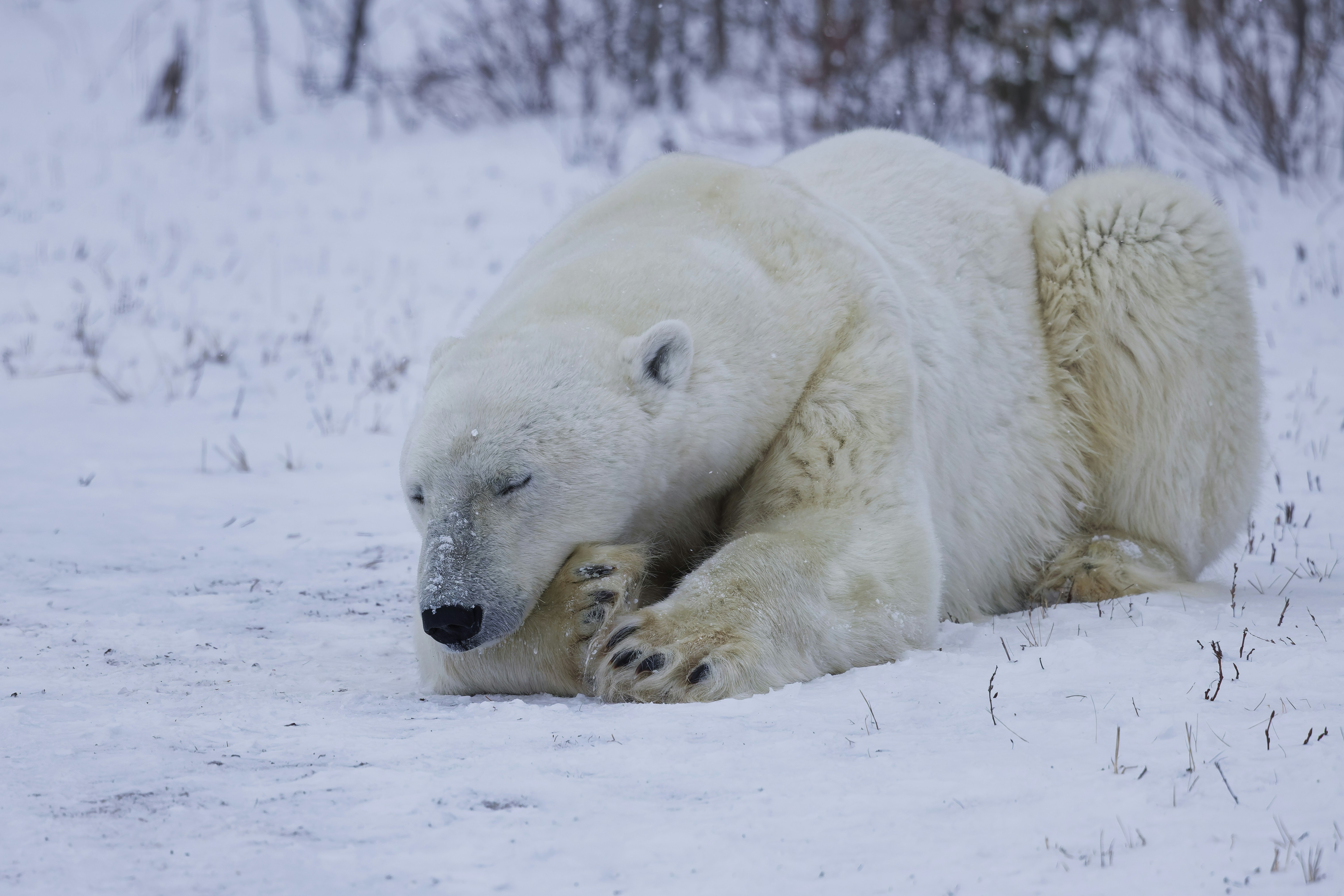 Snowbound Slumber: A Polar Bear Resting in the Quiet Arctic Snow
