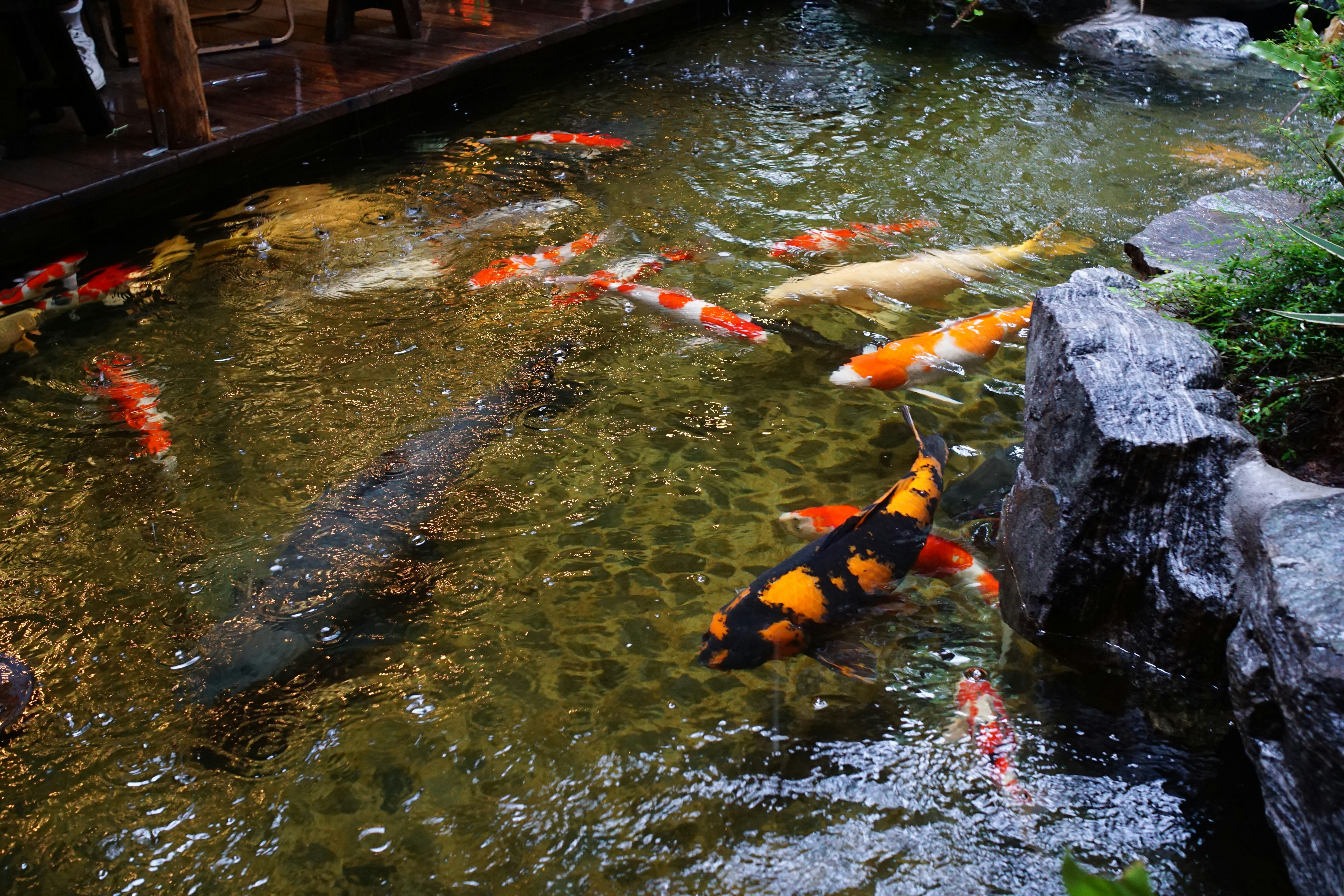 Koi in Quiet Ledge Pond