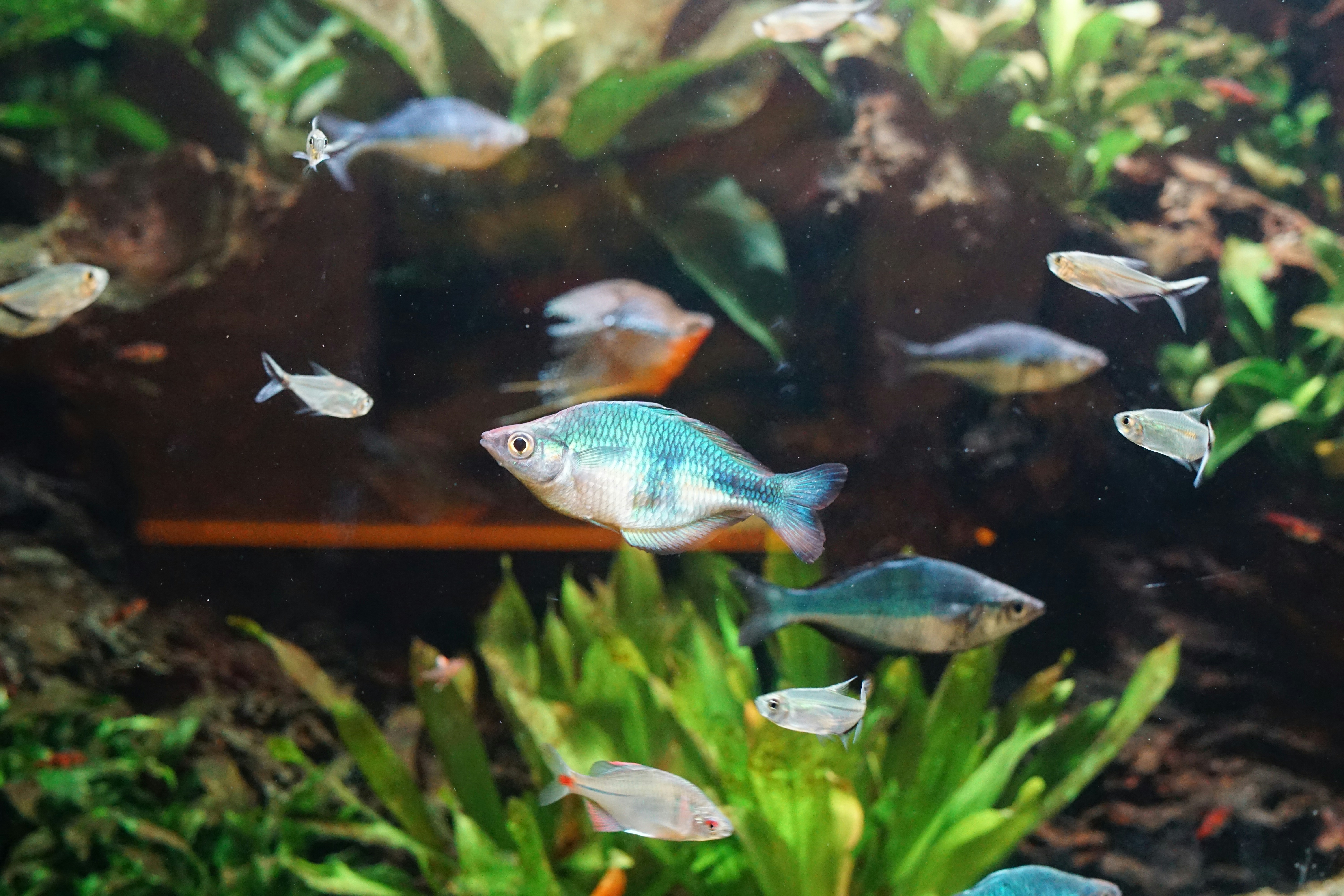 Mid-Swim Parade: A Blue-Green Dancer Among Green Veil