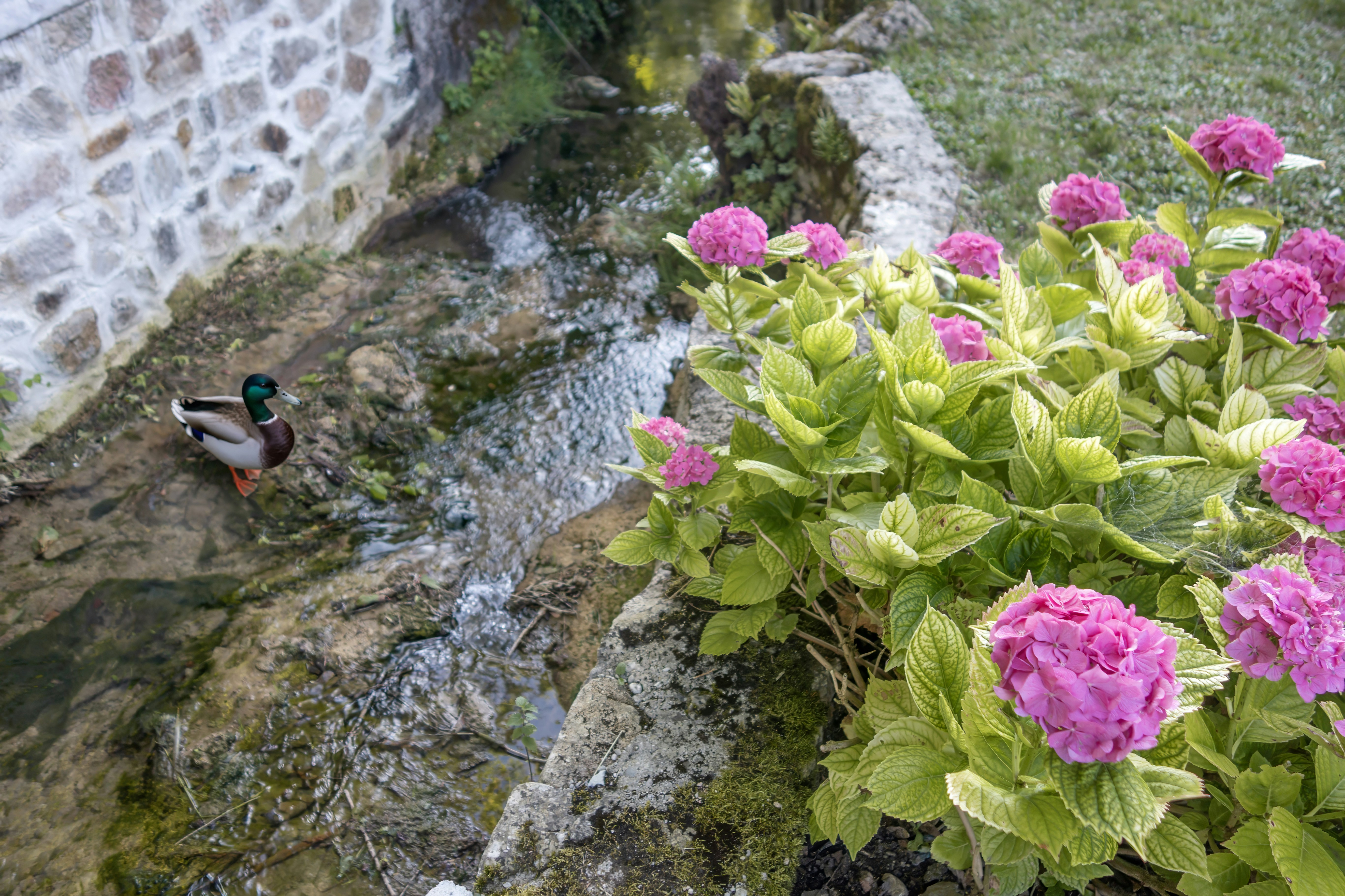 Hydrangea Verge: A Quiet Stream and a Pond of Blooms