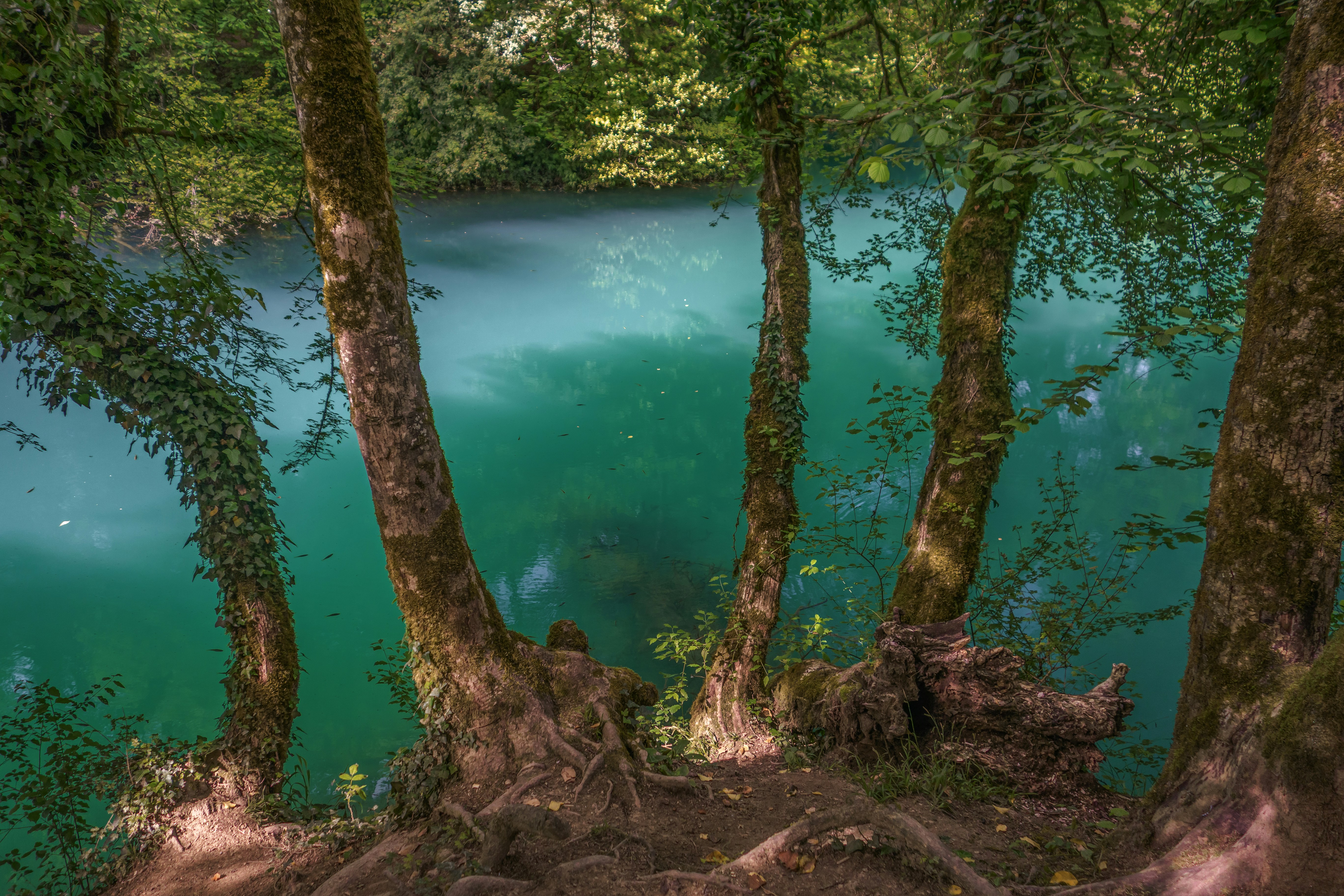 Emerald Mirror: Roots and Reflections at the Lake Edge