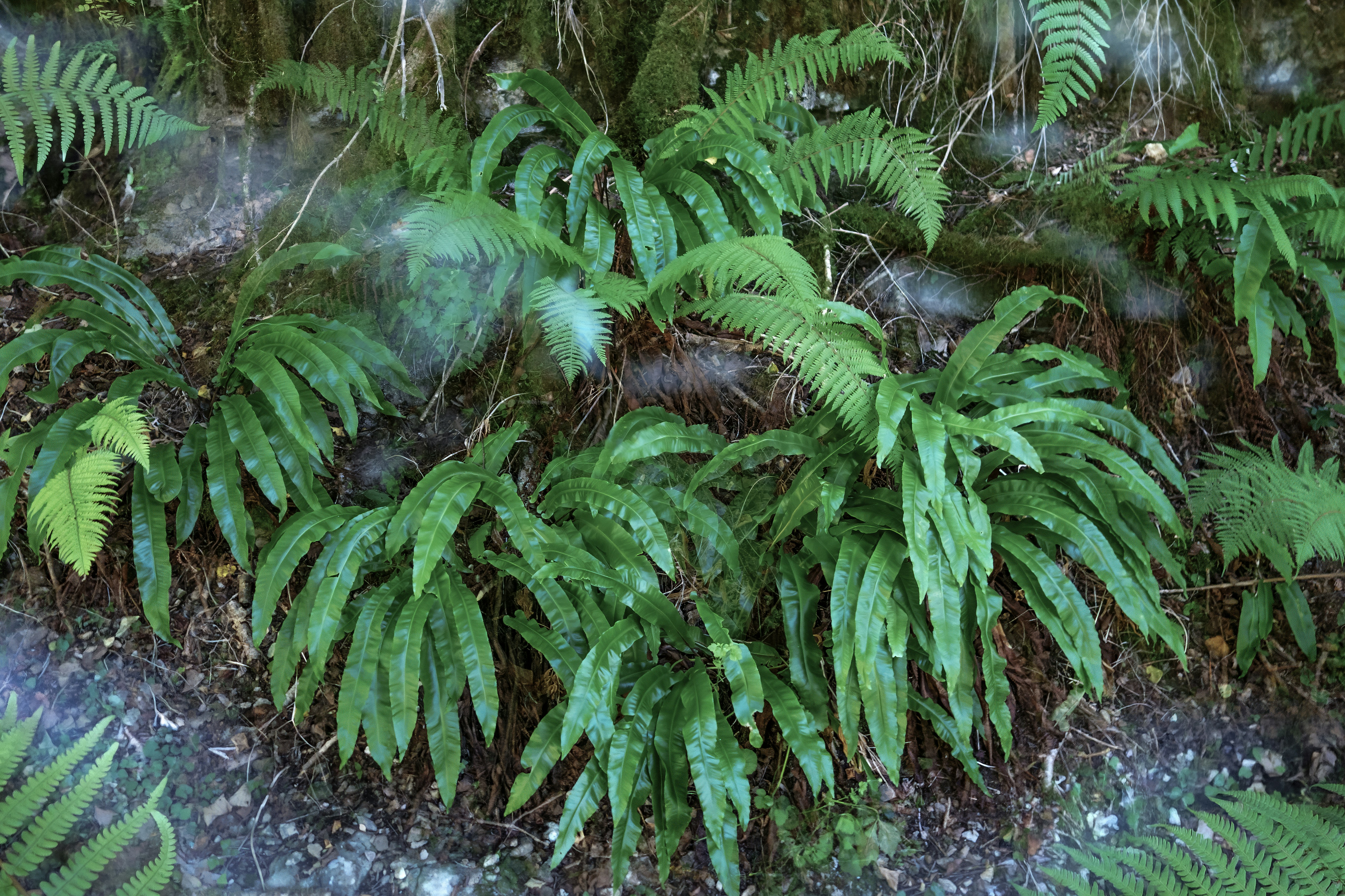 Fern Corridor: A Green Wave of Fronds in Soft Forest Light