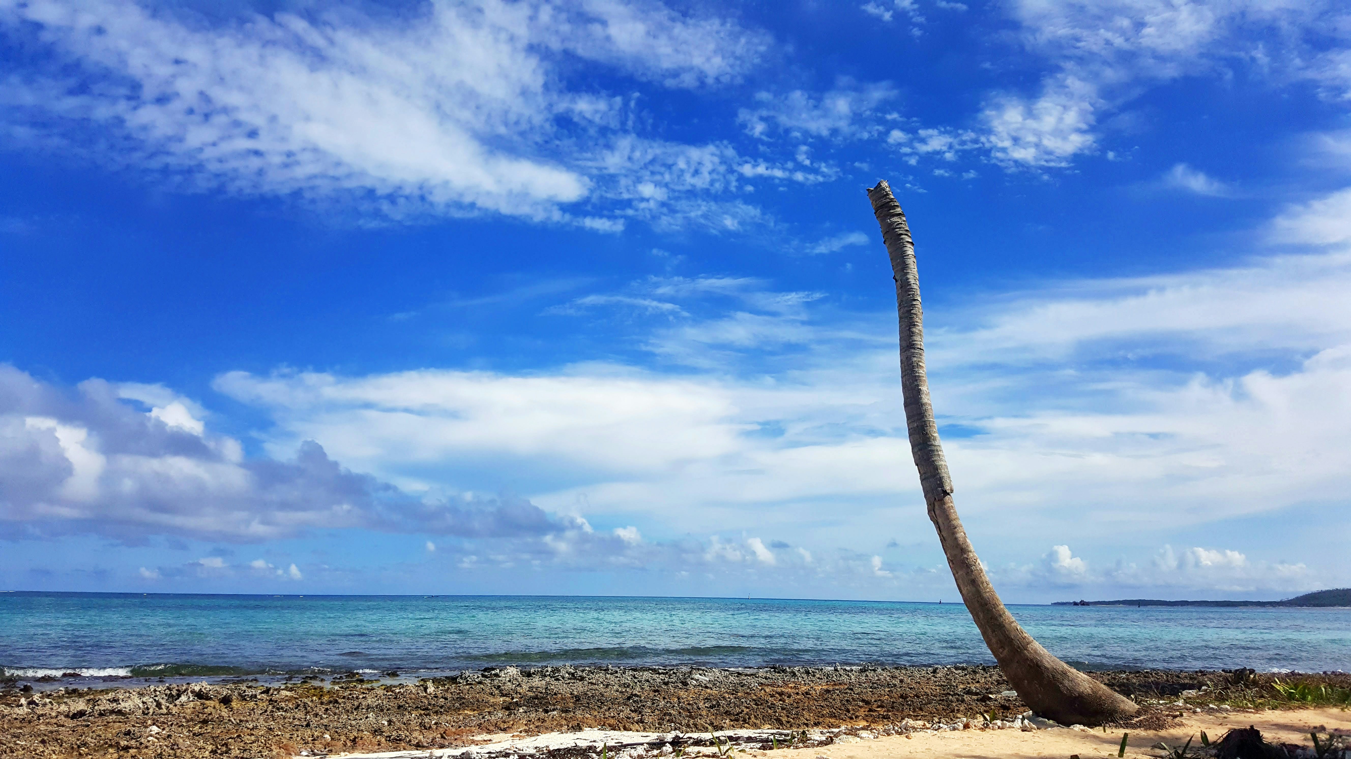 Leaned Palm Spine on a Quiet Shore