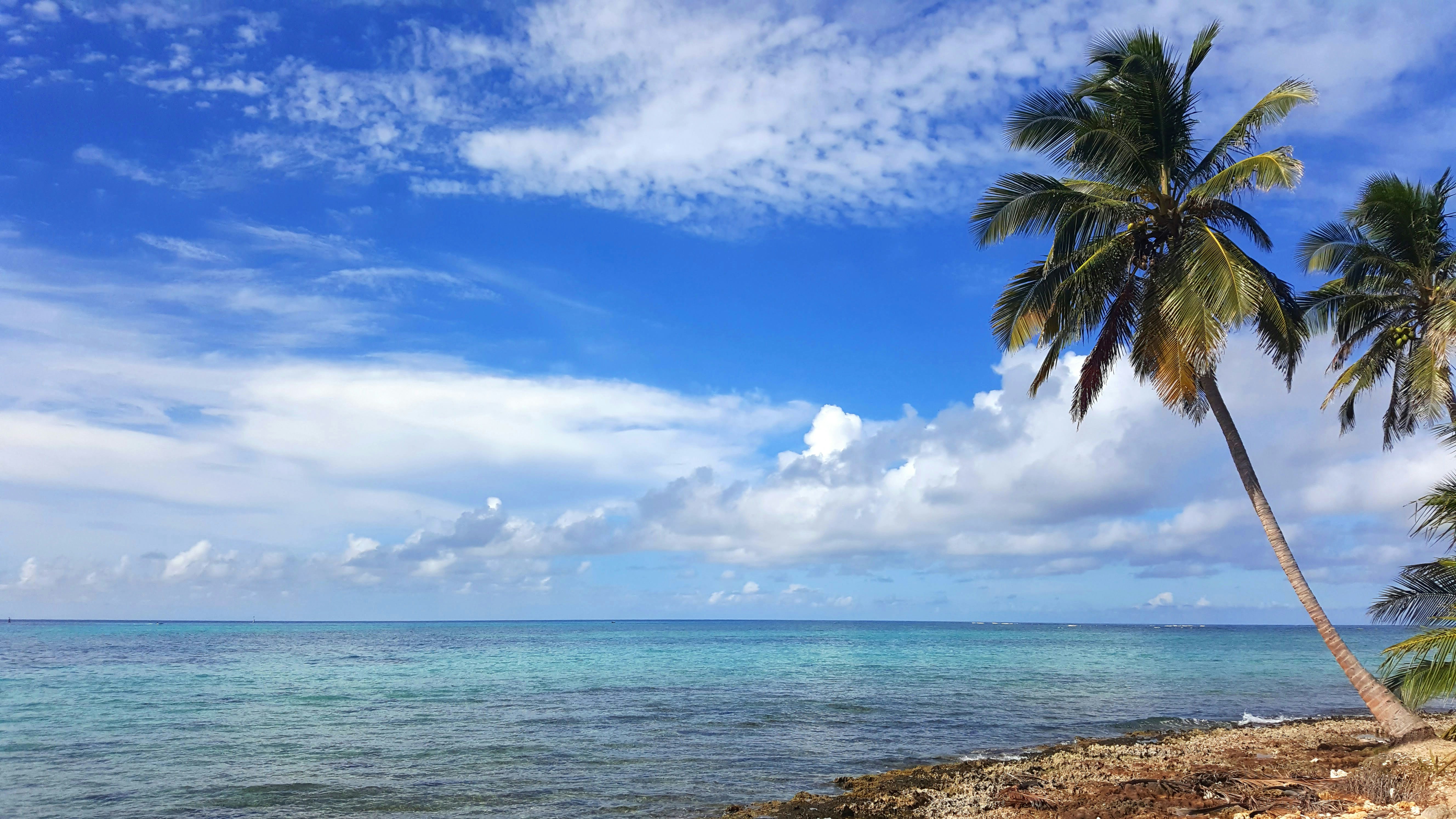 Palm Fronds and Coastal Horizon: A Quiet Tropical View