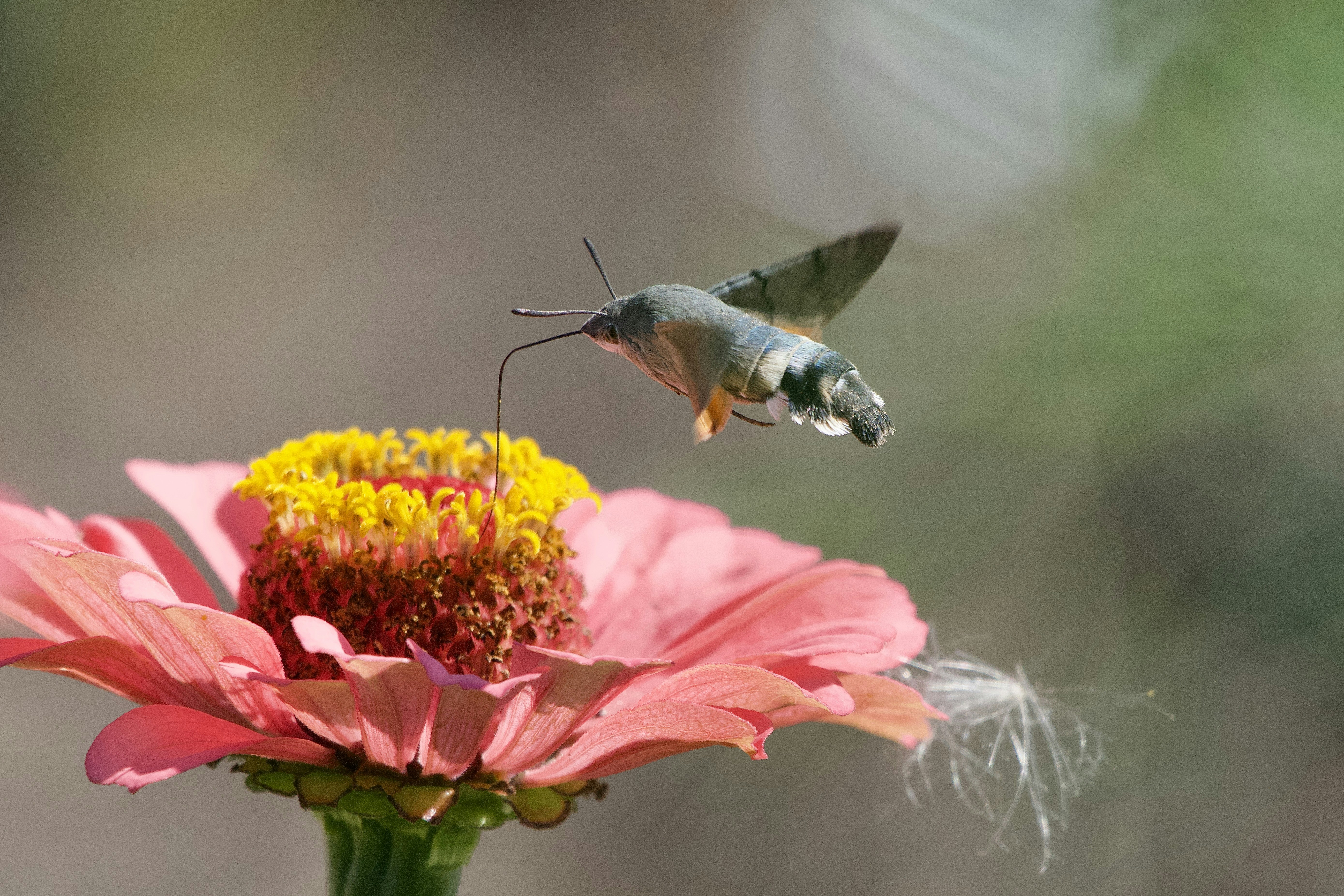 Hummingbird in Flight Toward a Pink Zinnia