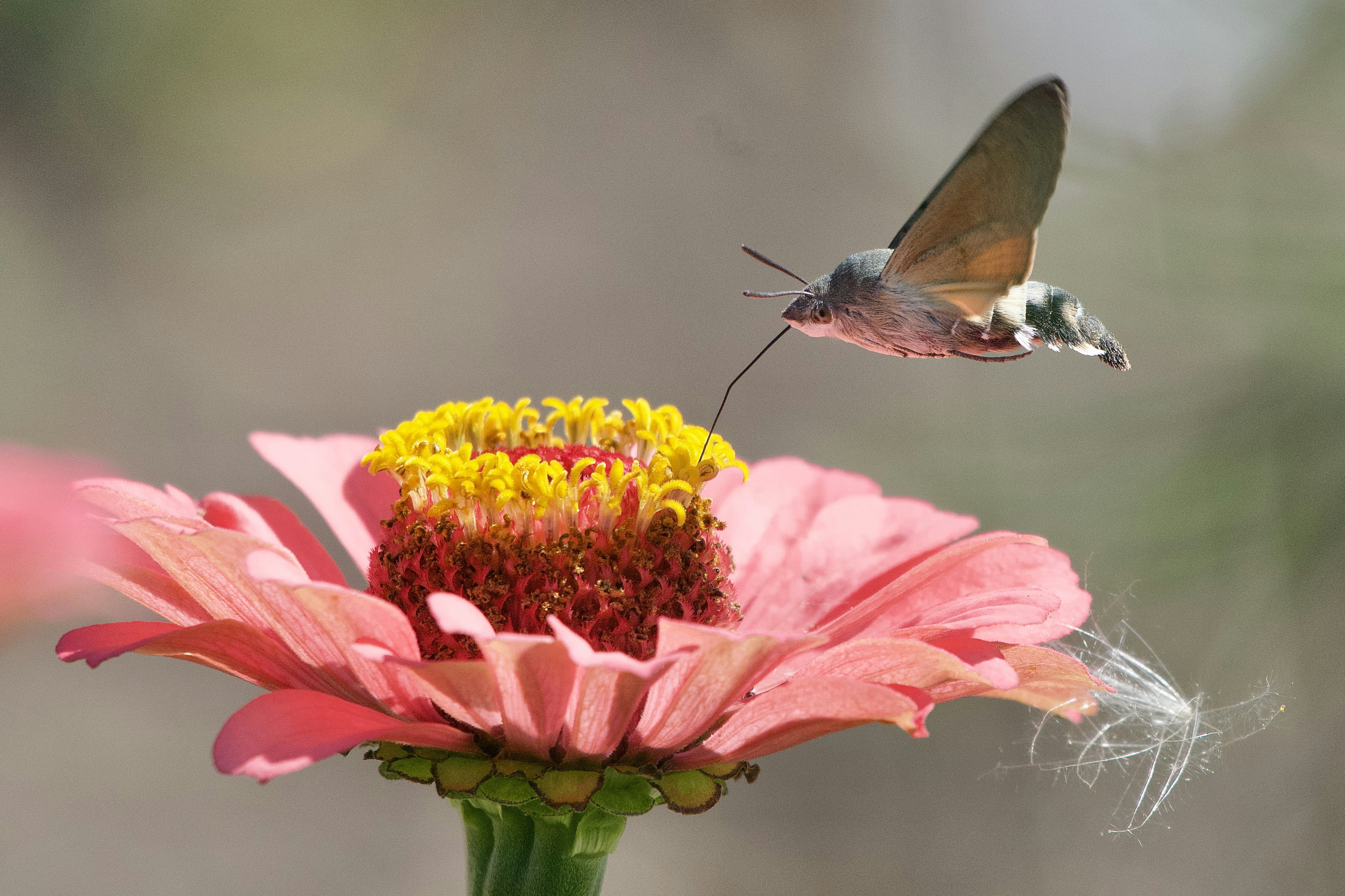 Bloom and Hover: A Hummingbird’s Pause Over a Coral Zinnia