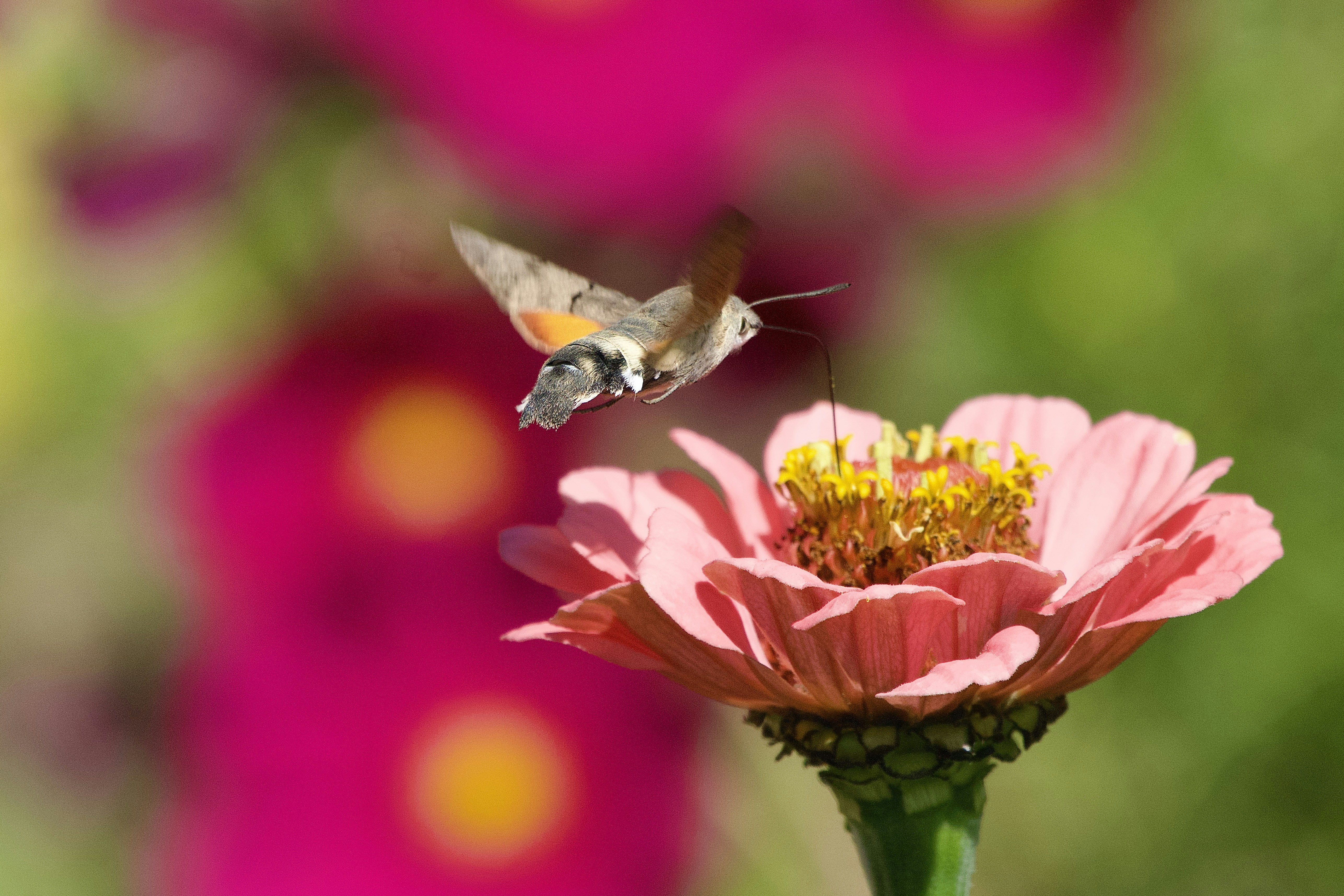 Hummingbird in Bloom: A Moment of Flight Near a Pink Zinnia