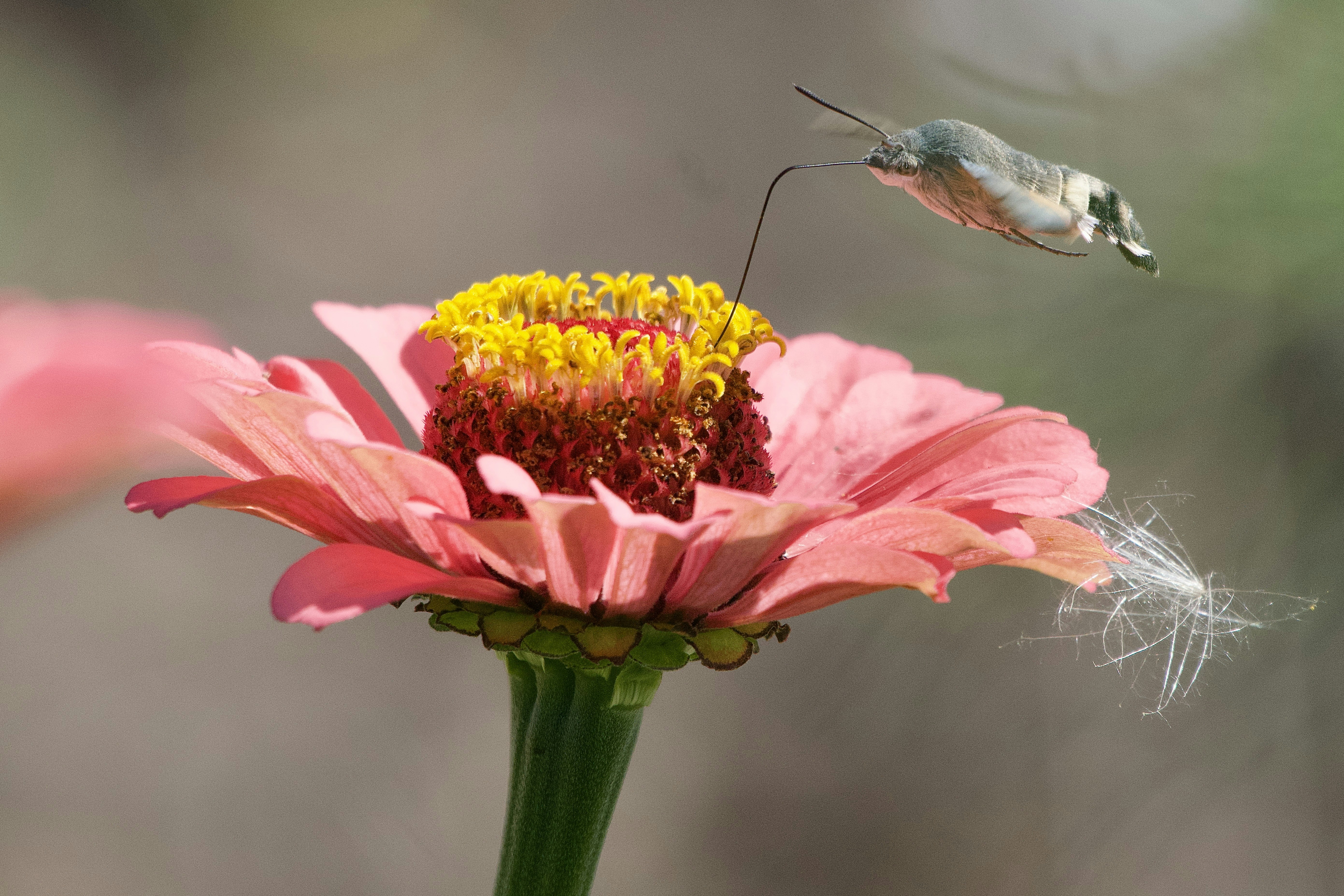 Hummingbird in a Pink Bloom: A Moment of Hovering Color