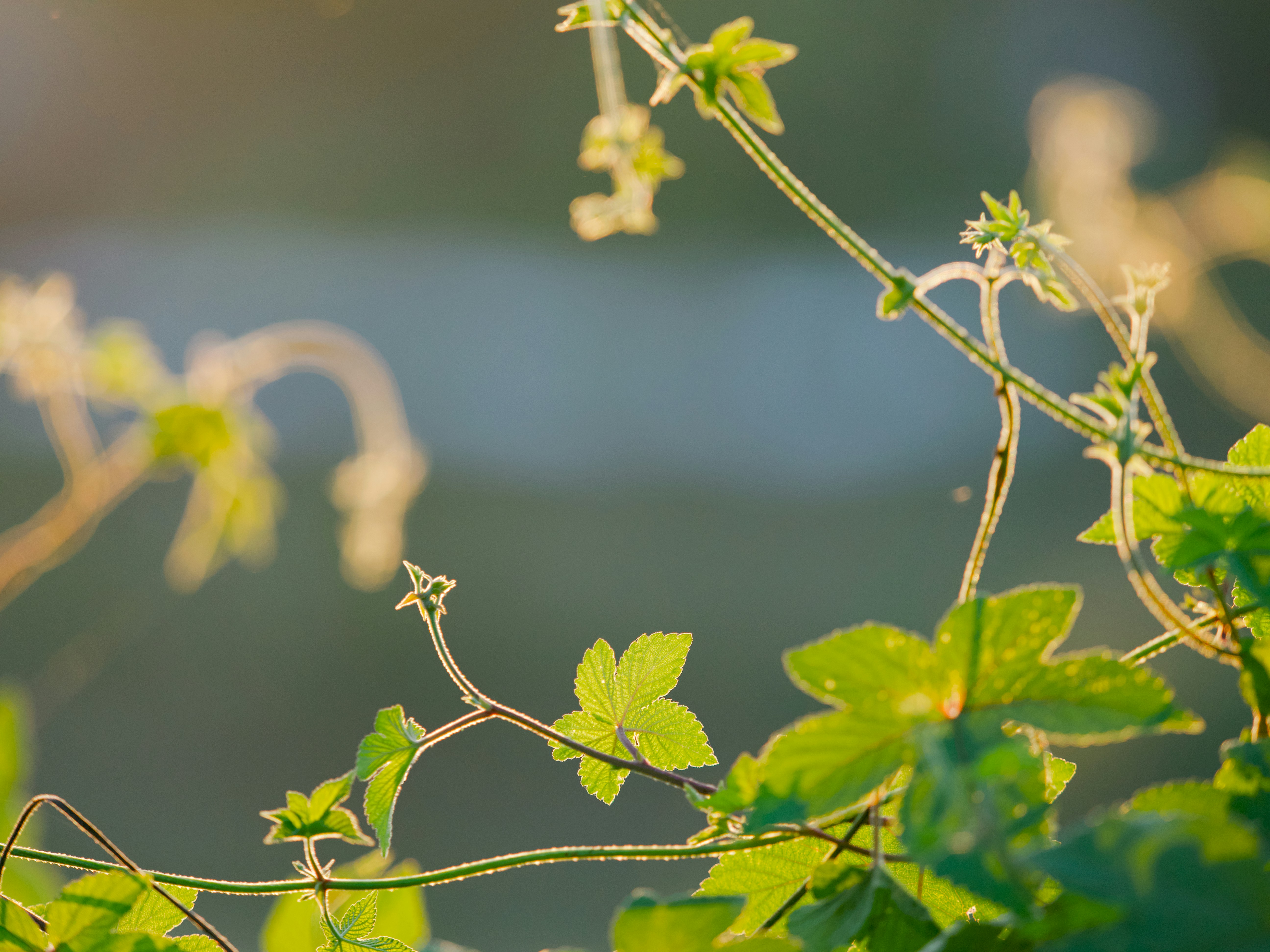 Sunlit Green Veil: Vines Reaching Toward Quiet Water
