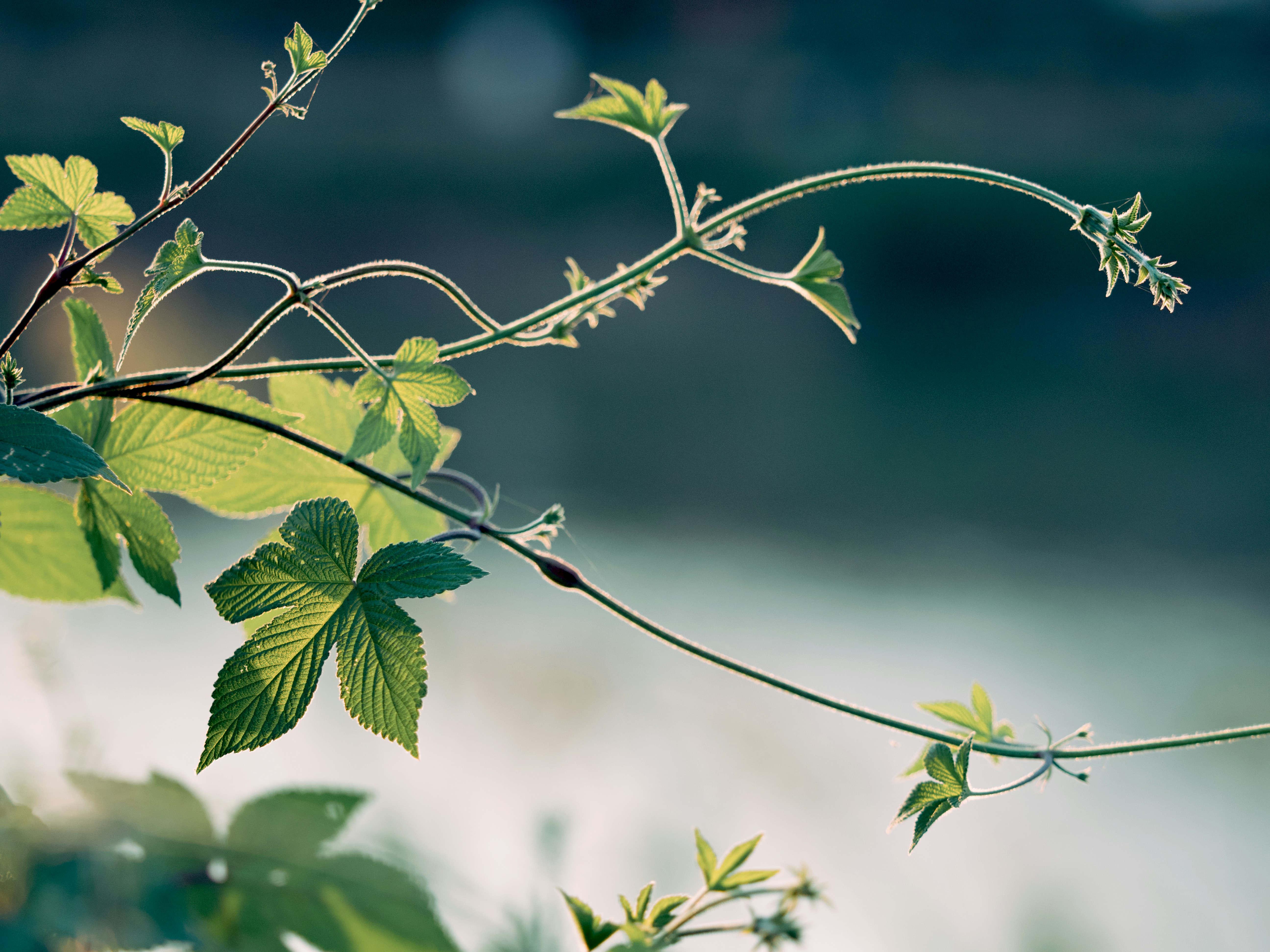Vines Reaching Across a Quiet Lake