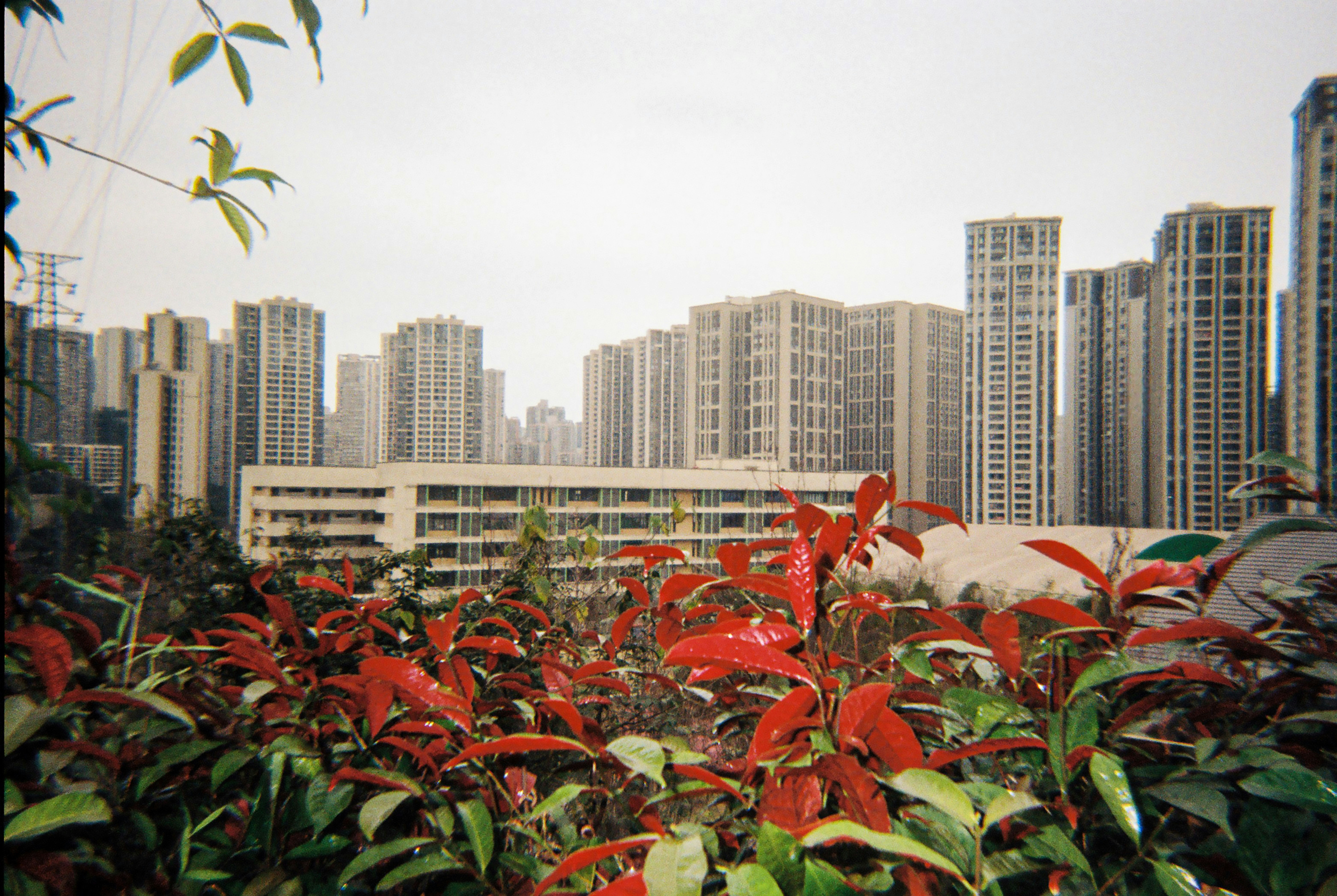 Red-tipped Hedgeline Meets Urban Horizon