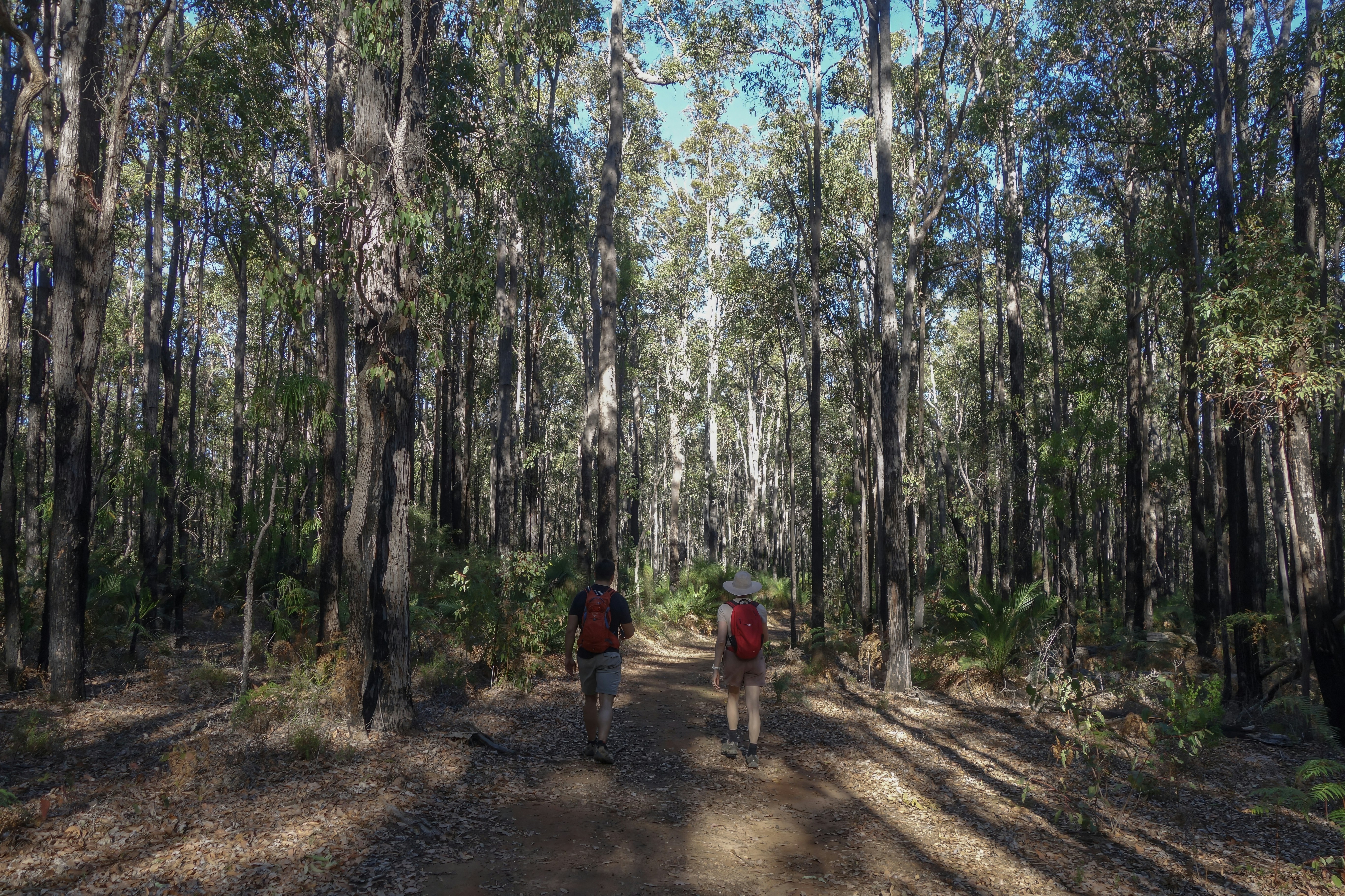 Forest Trail Duo: Backpacks against a Noon Sunlit Path