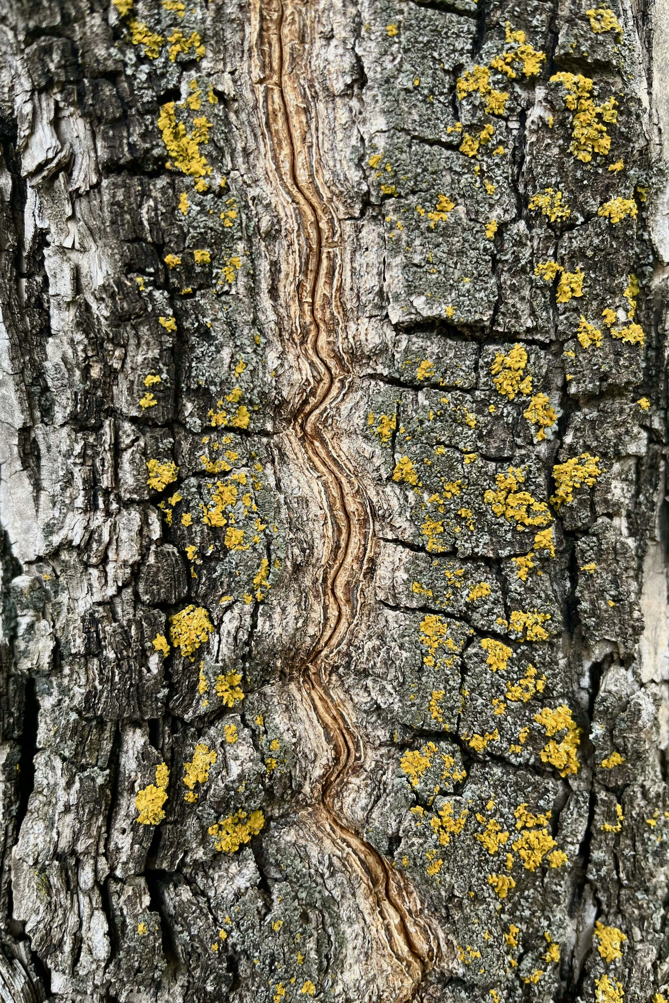 Lichen Trails on Weathered Bark: A Striped Ridge Amid Rugged Crags