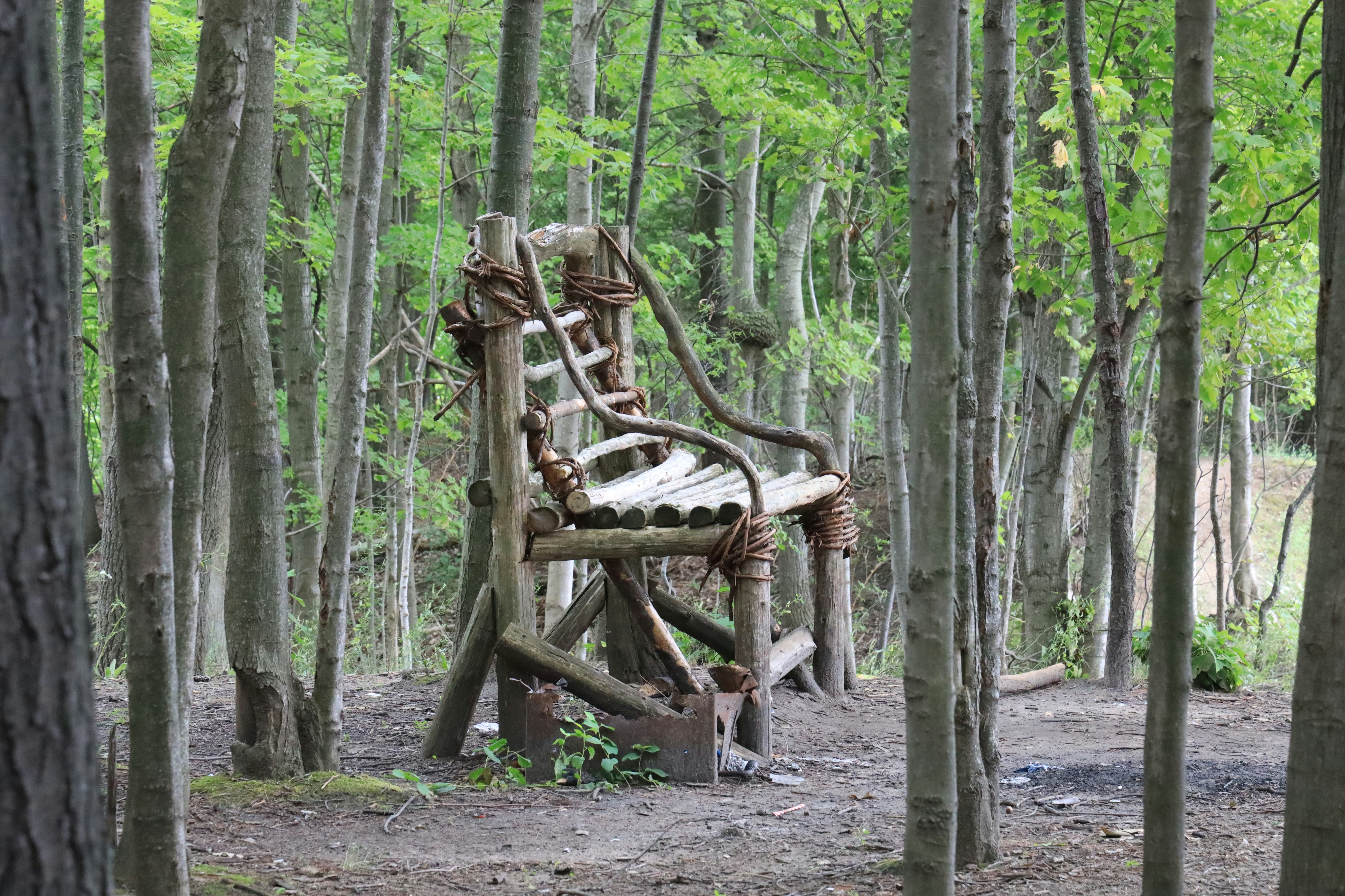 A Rustic Throne Among Dappled Pines