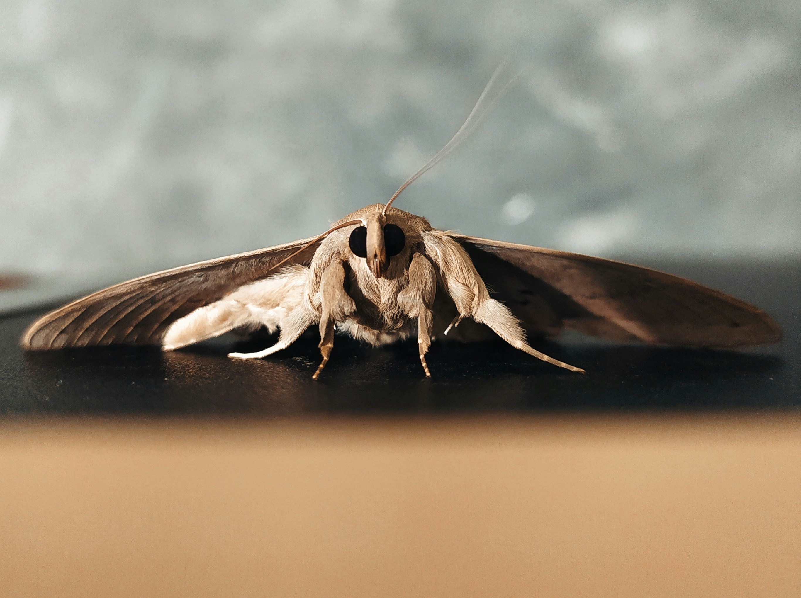 Front-Row Moth: A Close-Up of a Grounded Wingspan