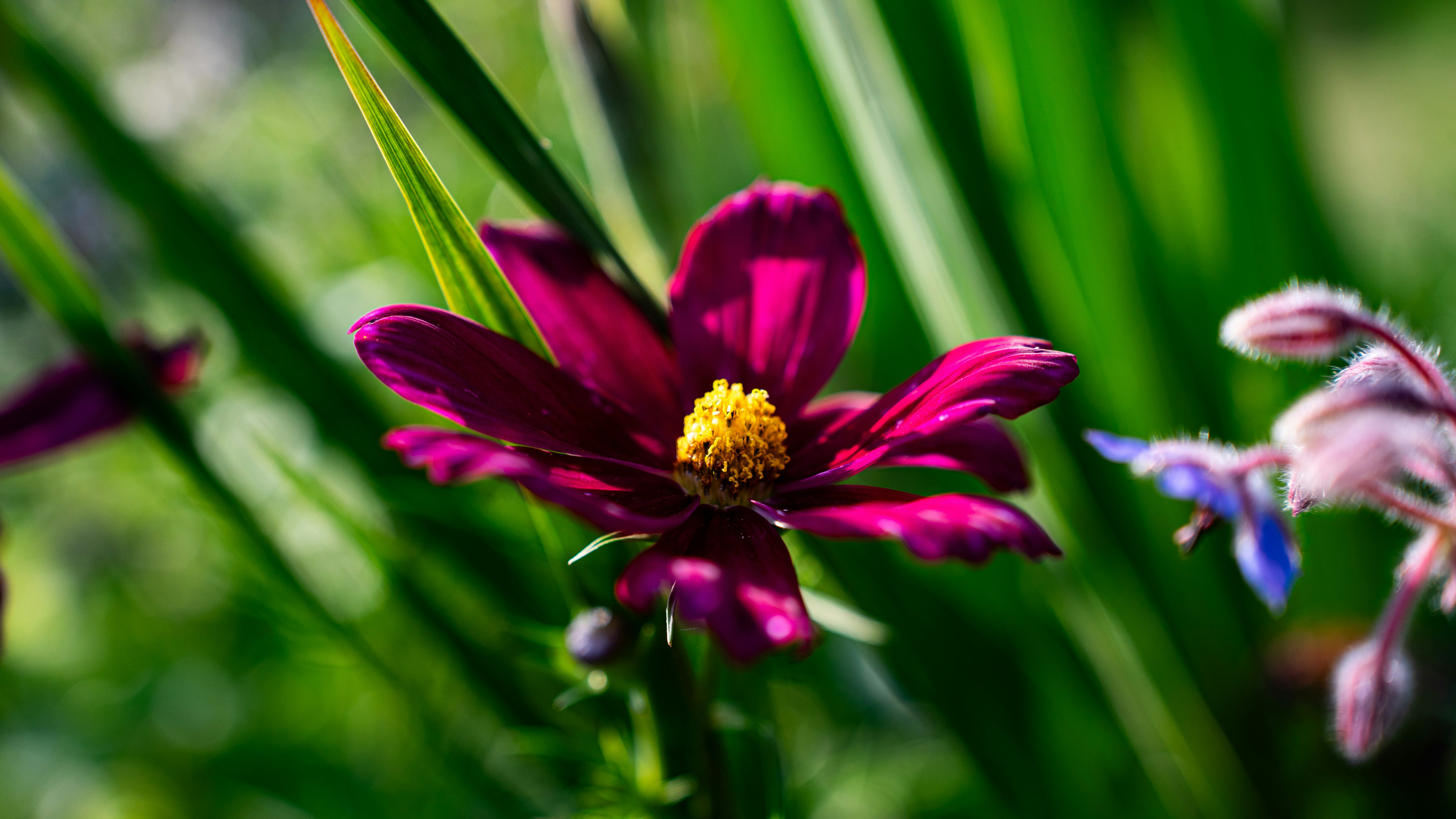 Crimson Petal against a Motion-Bloomed Backdrop