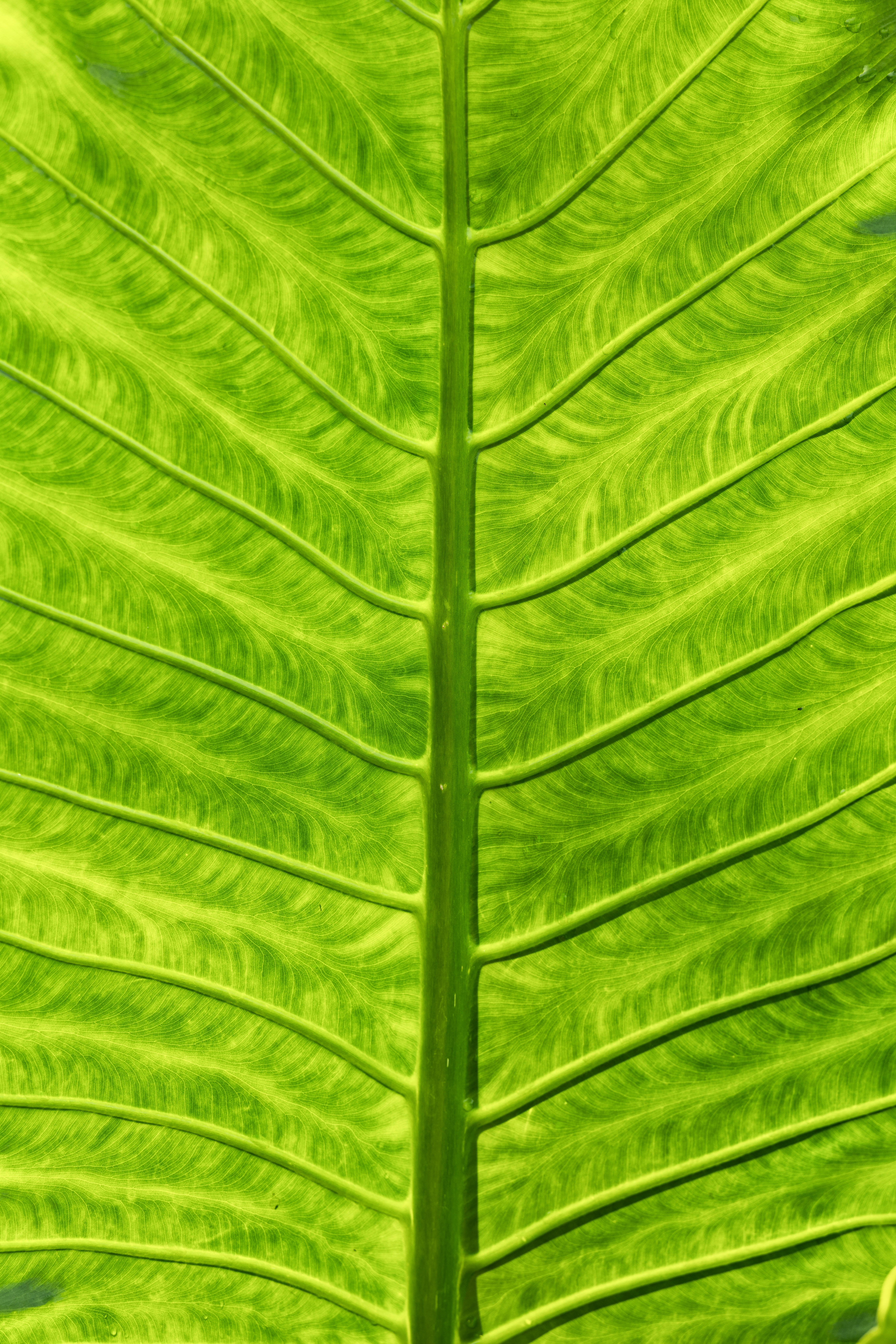 Vibrant Midrib: A Macro Portrait of Leaf Veins and Texture