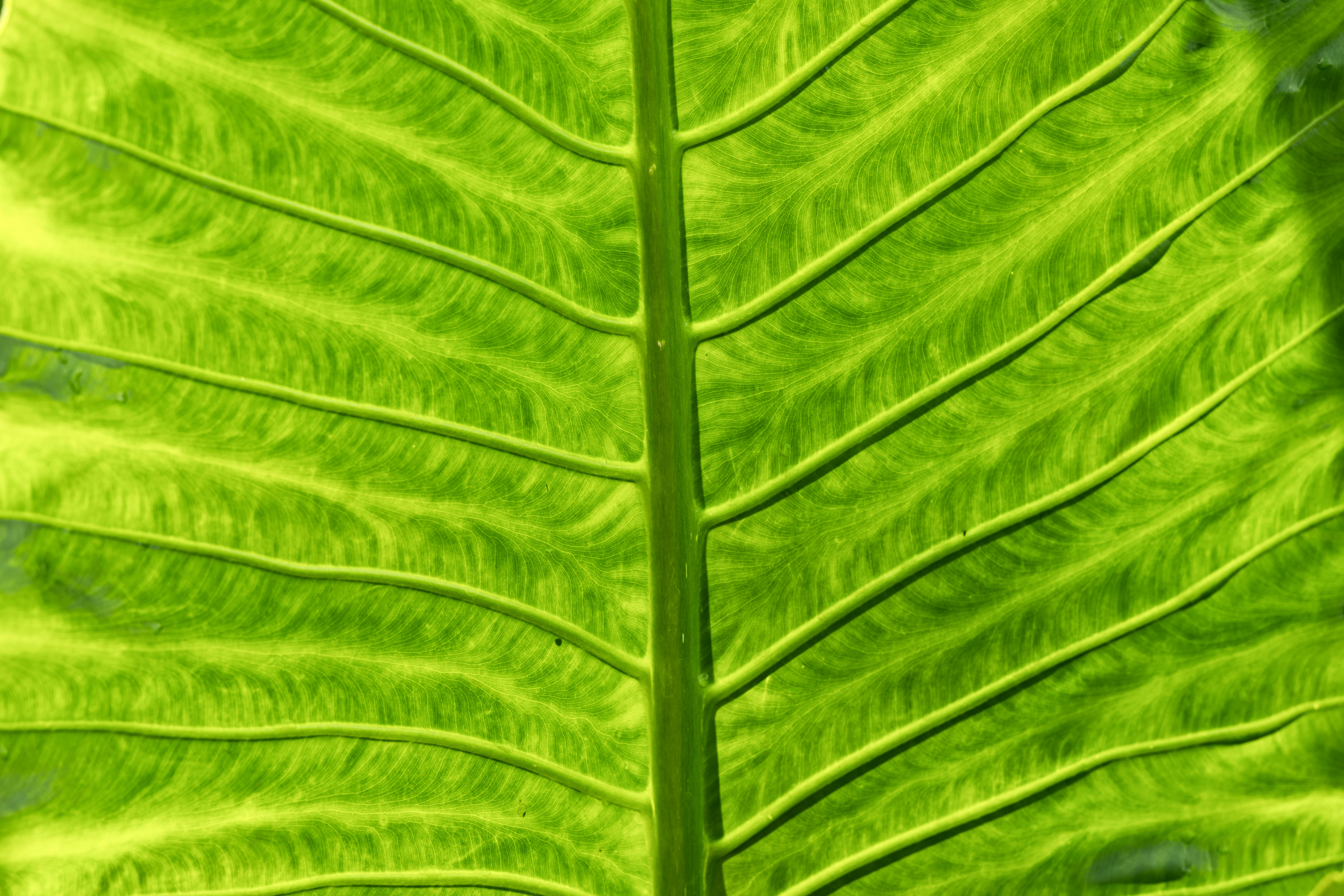 Midrib Mosaic: A Close-Up of Verdant Veins