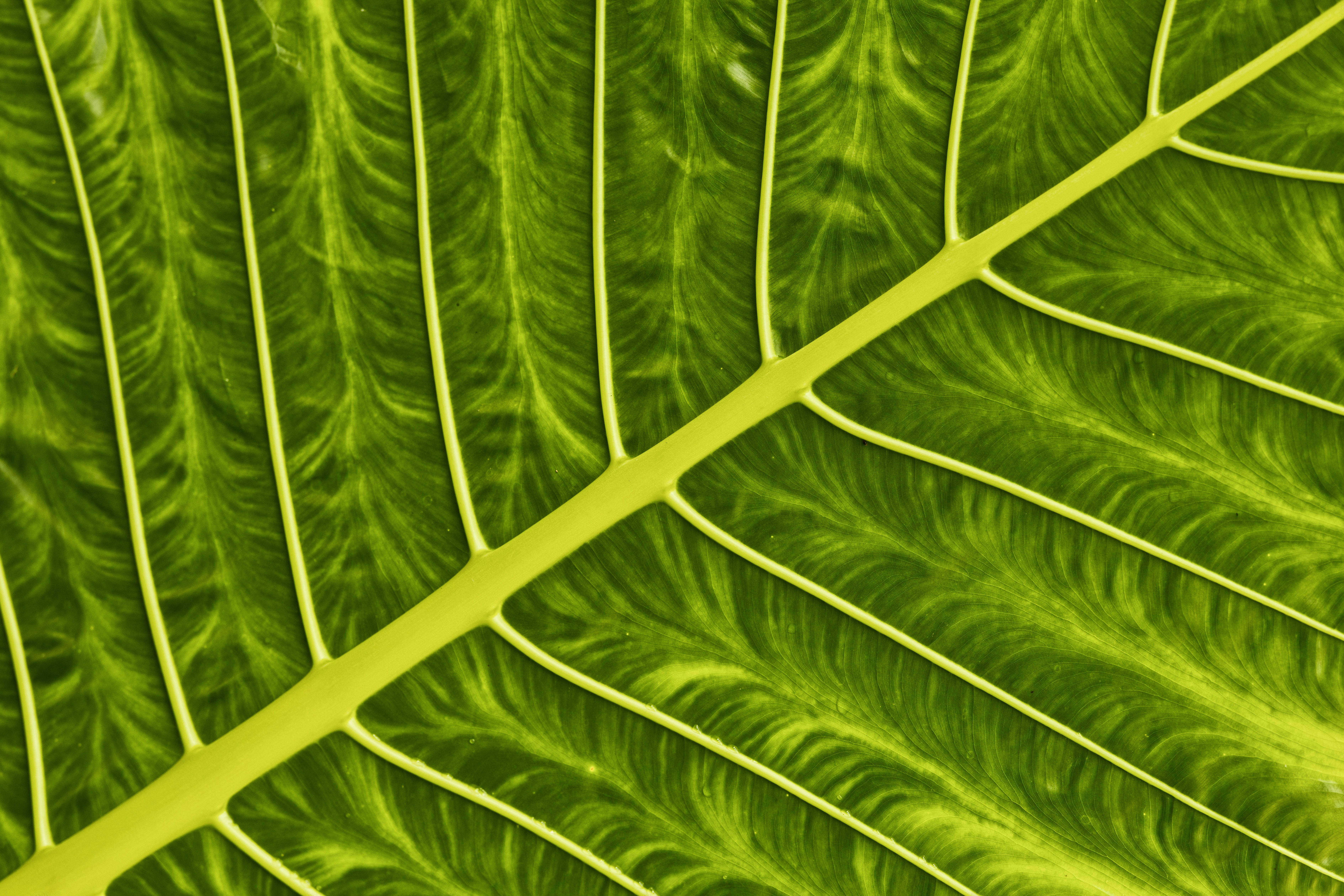 Vivid Venation: A Macro Welcome to Leaf Anatomy