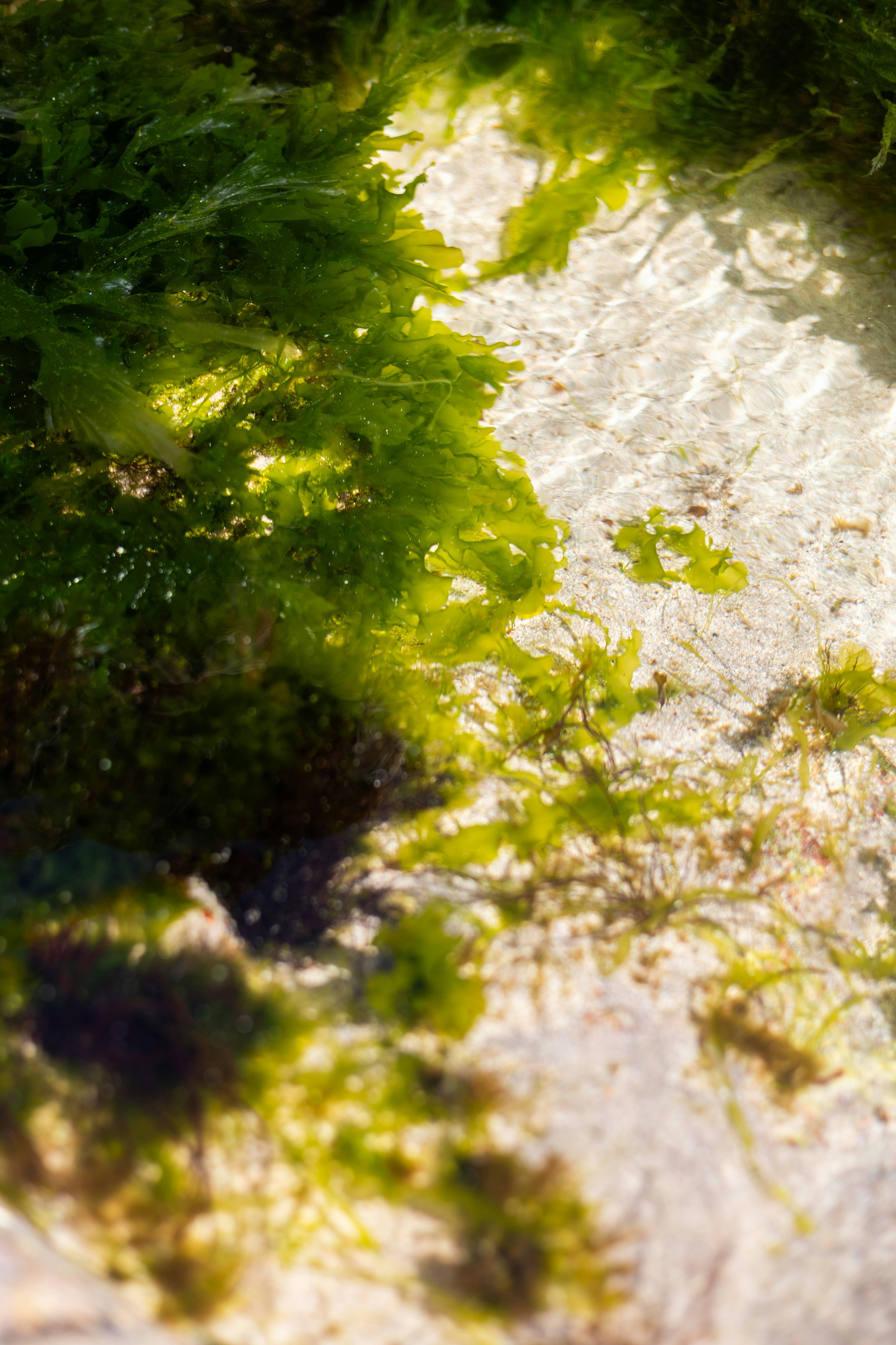 Sunlit Green Algae on Sand: An Underwater Patchwork