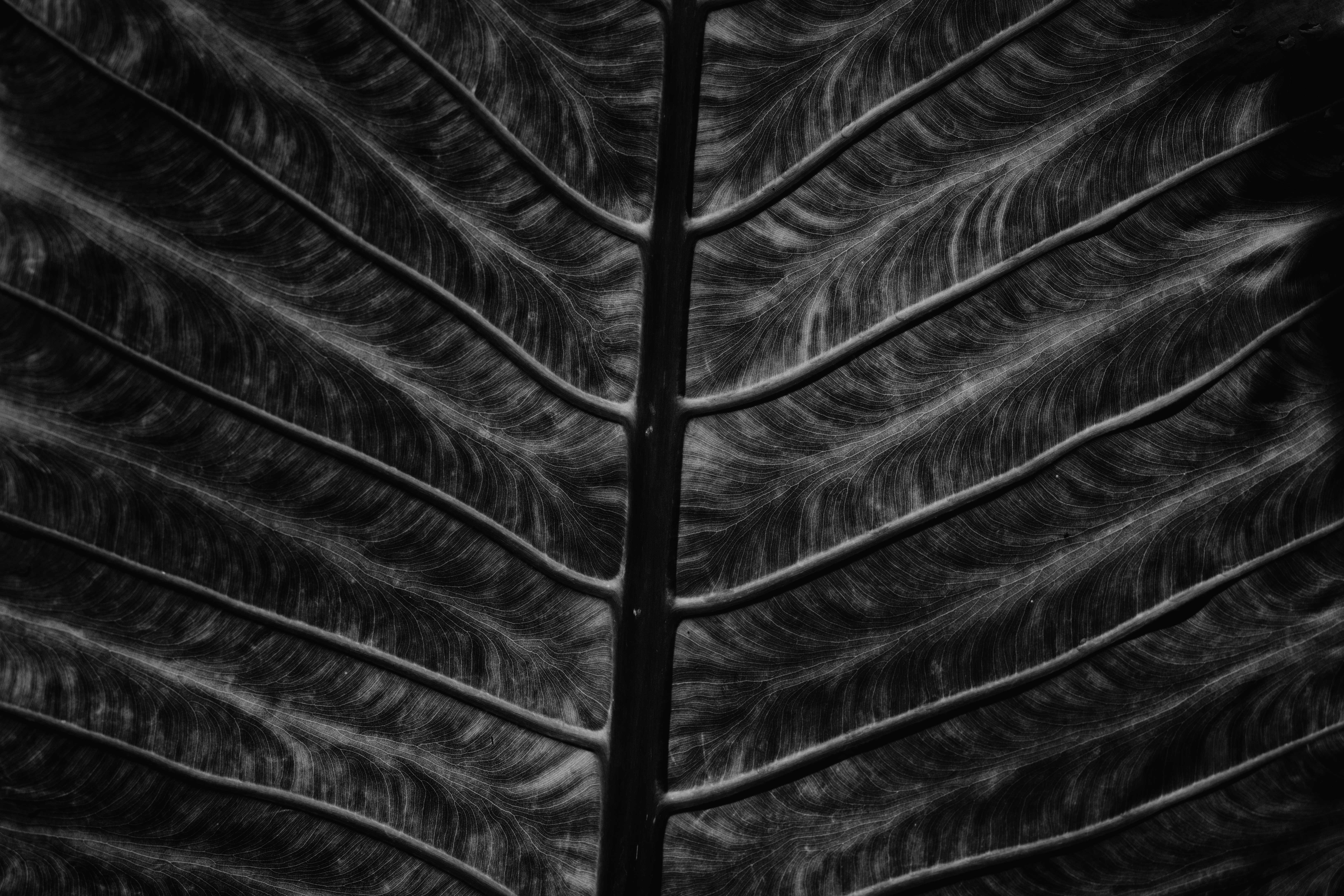 Veined Symmetry: A Macro View into Black Lace of Fern Fronds