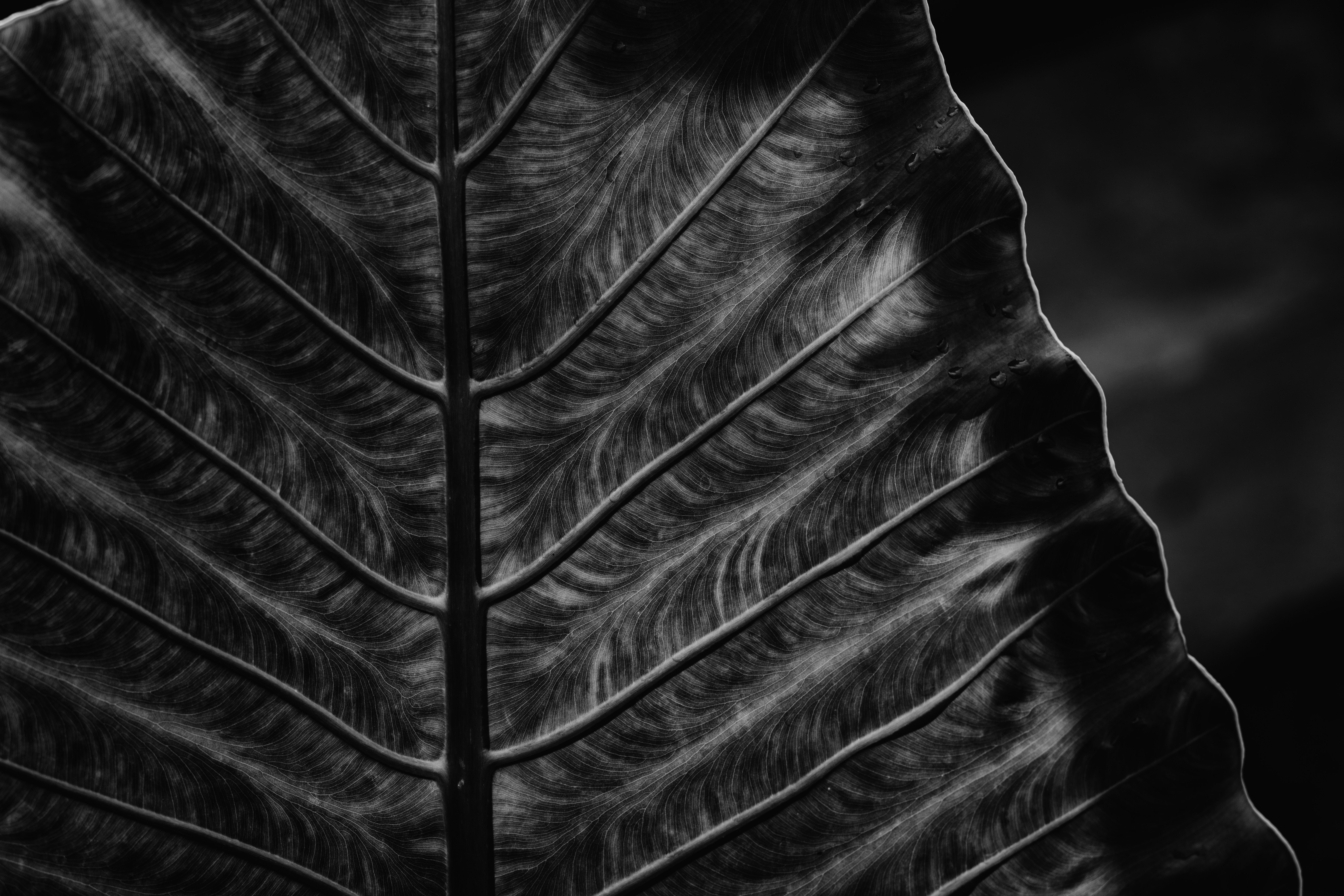 Monochrome Vein: A Close-Up of Nature’s Vein Structure