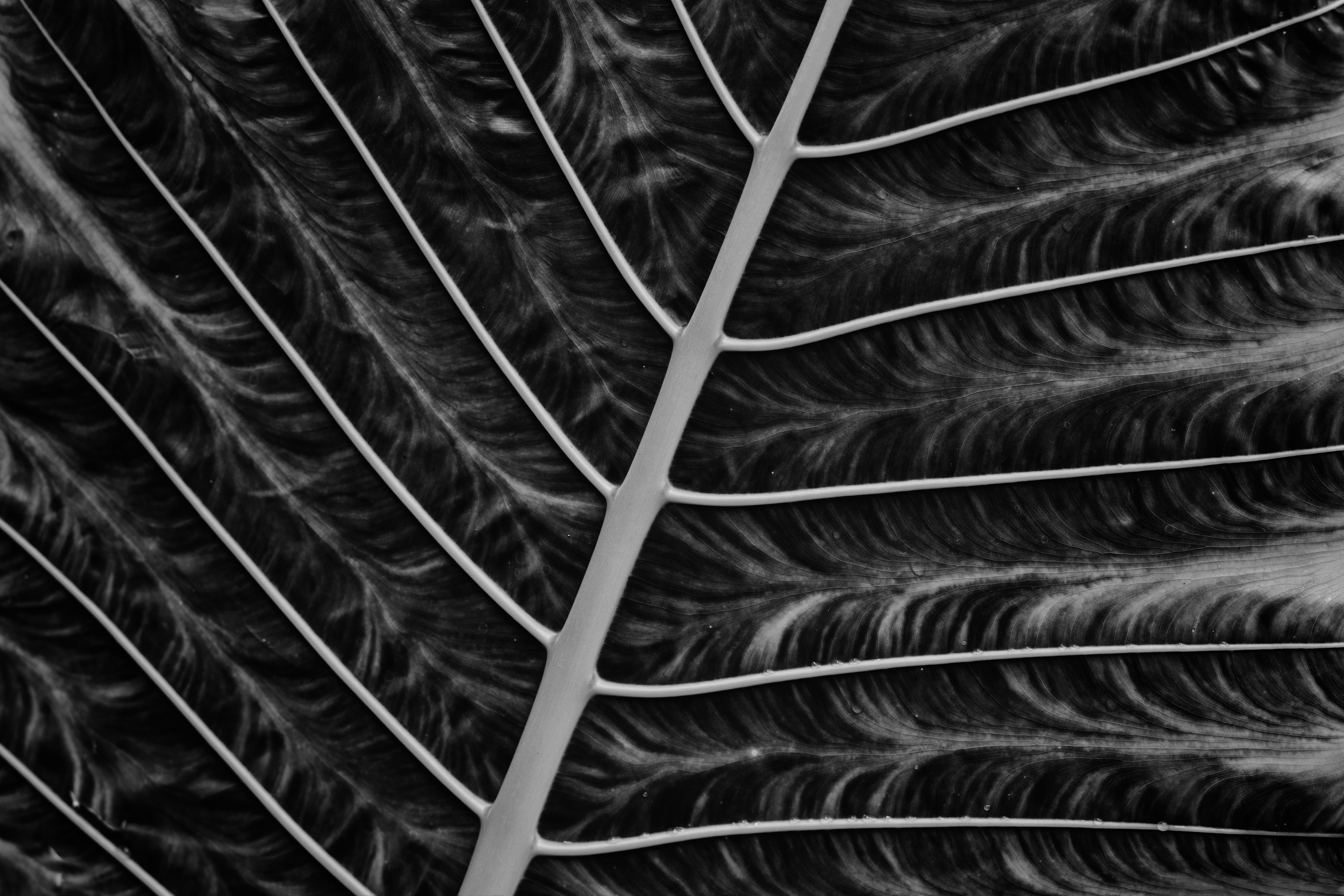 Vein Geometry: A Monochrome Study of Leaf Arteries