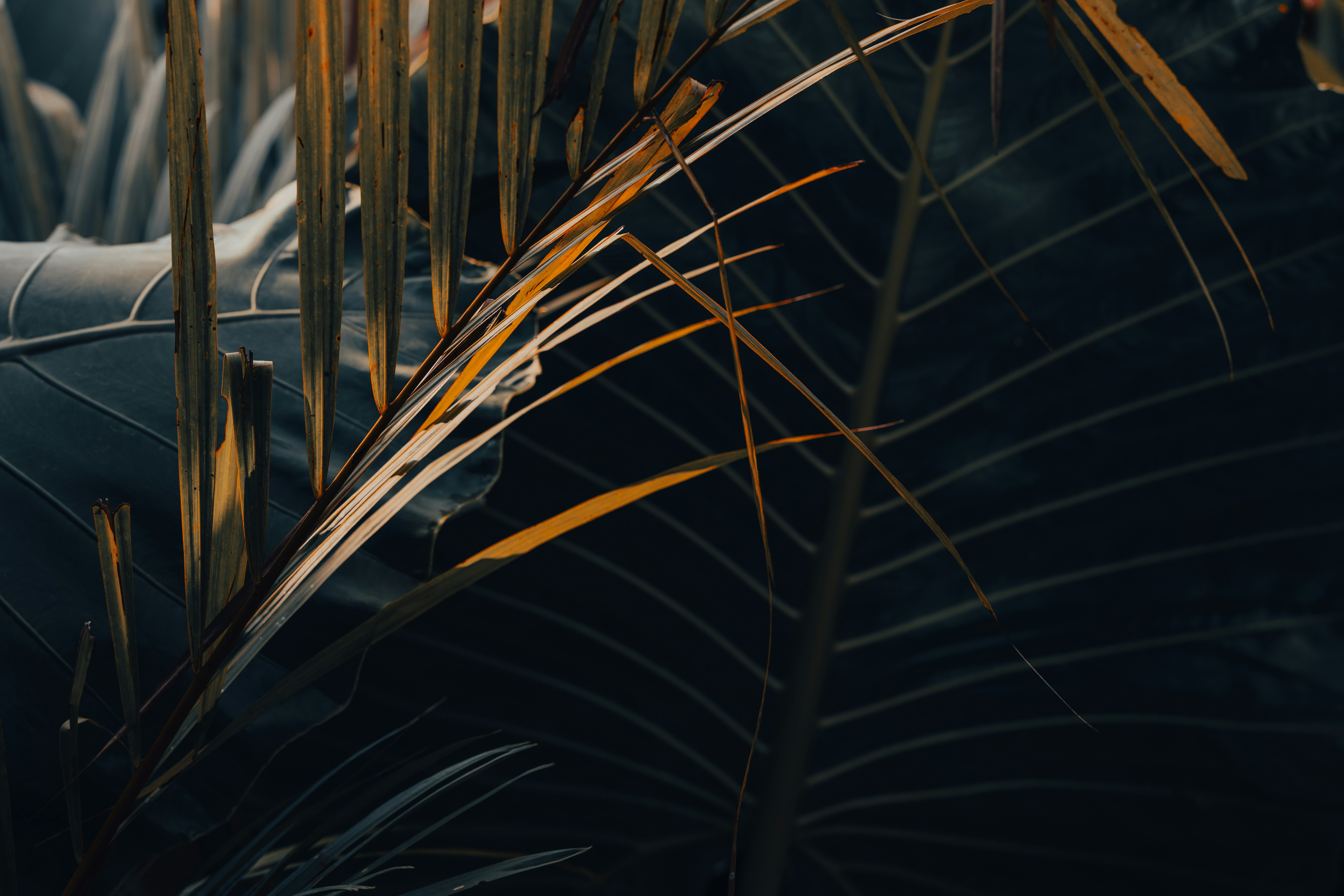 Hidden Currents: Dark Leaves and Light Threads