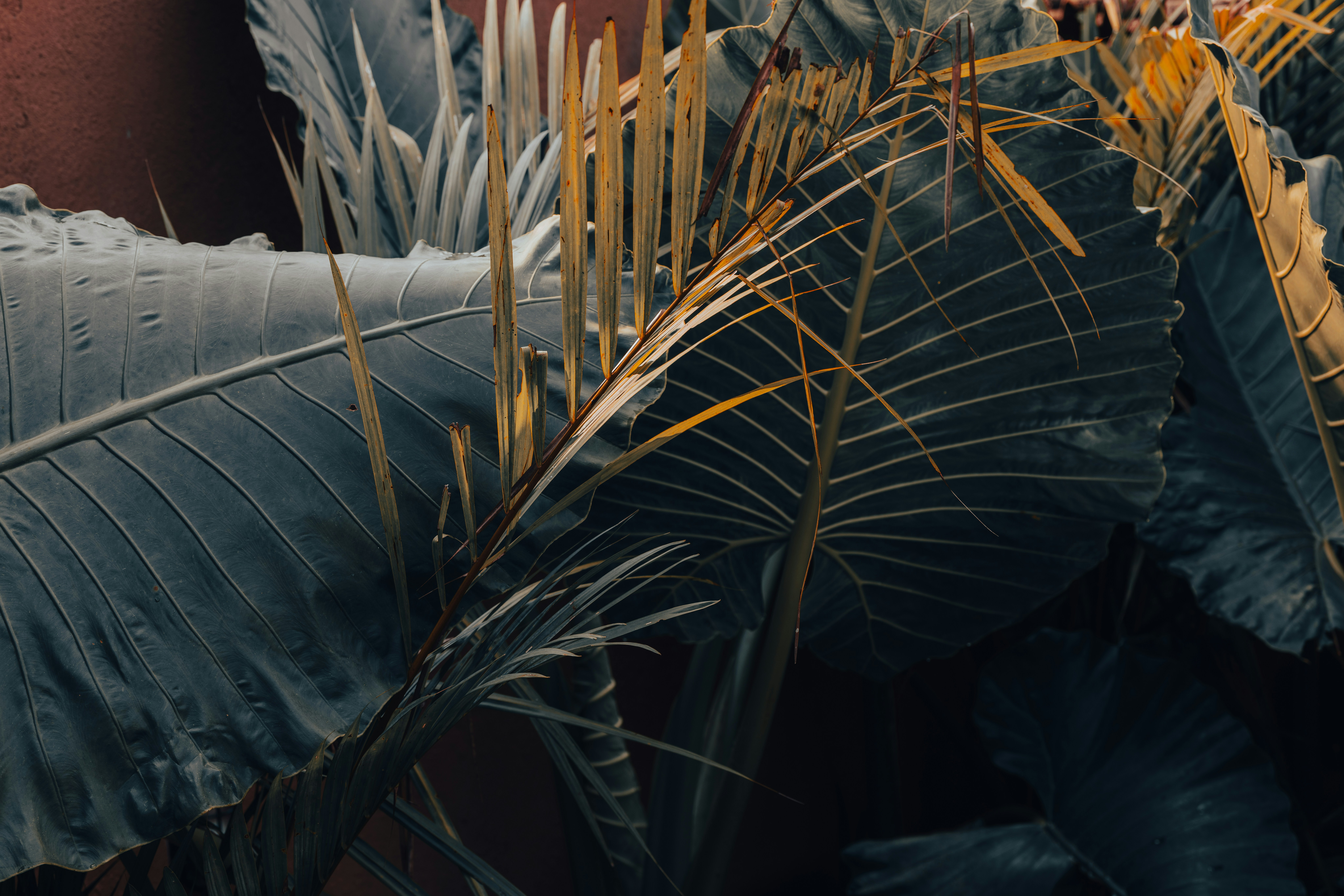 Midnight Tropics: Textured leaves in shadowed hush
