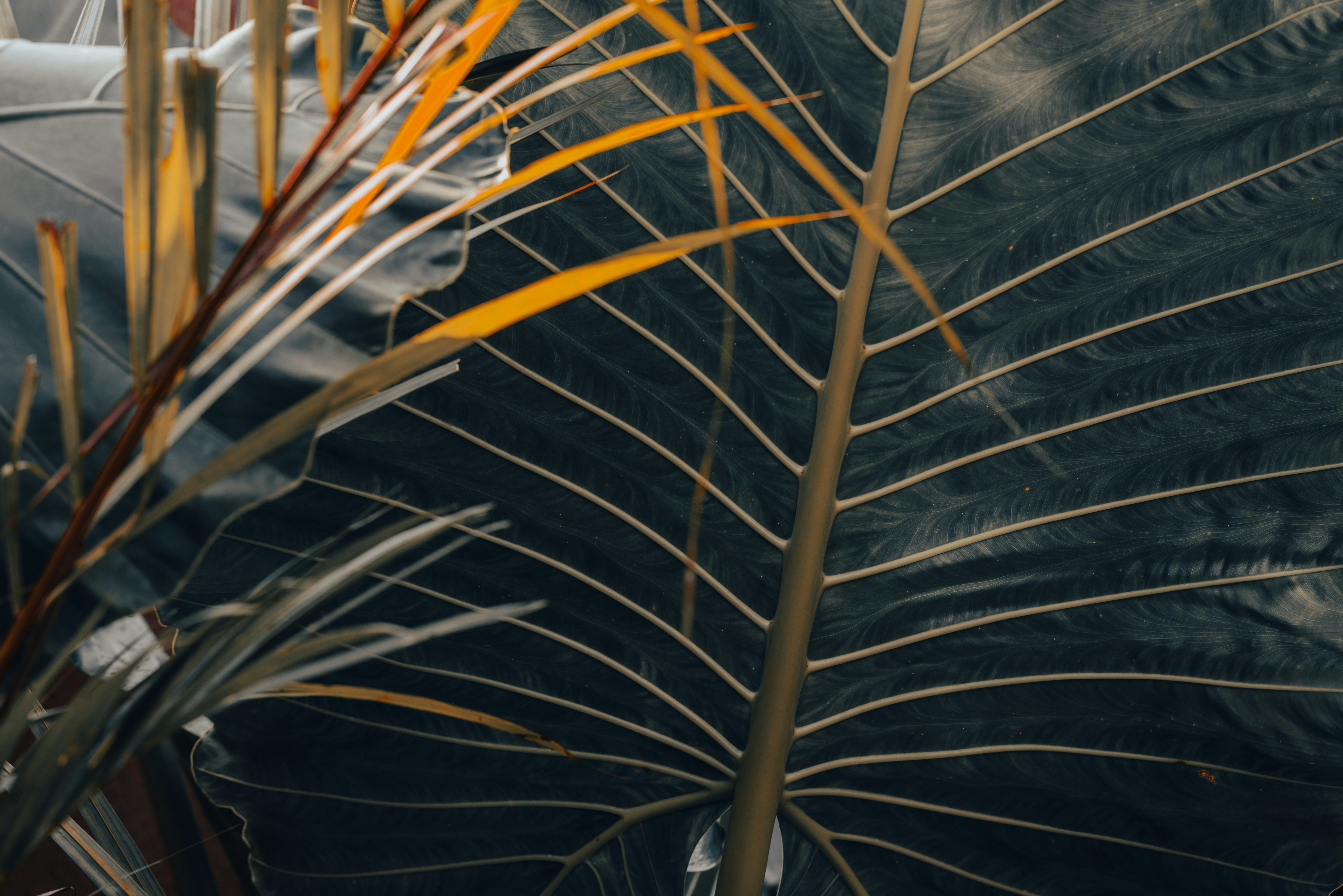 Fronds in Focus: A Close-Frame of Tropical Textures