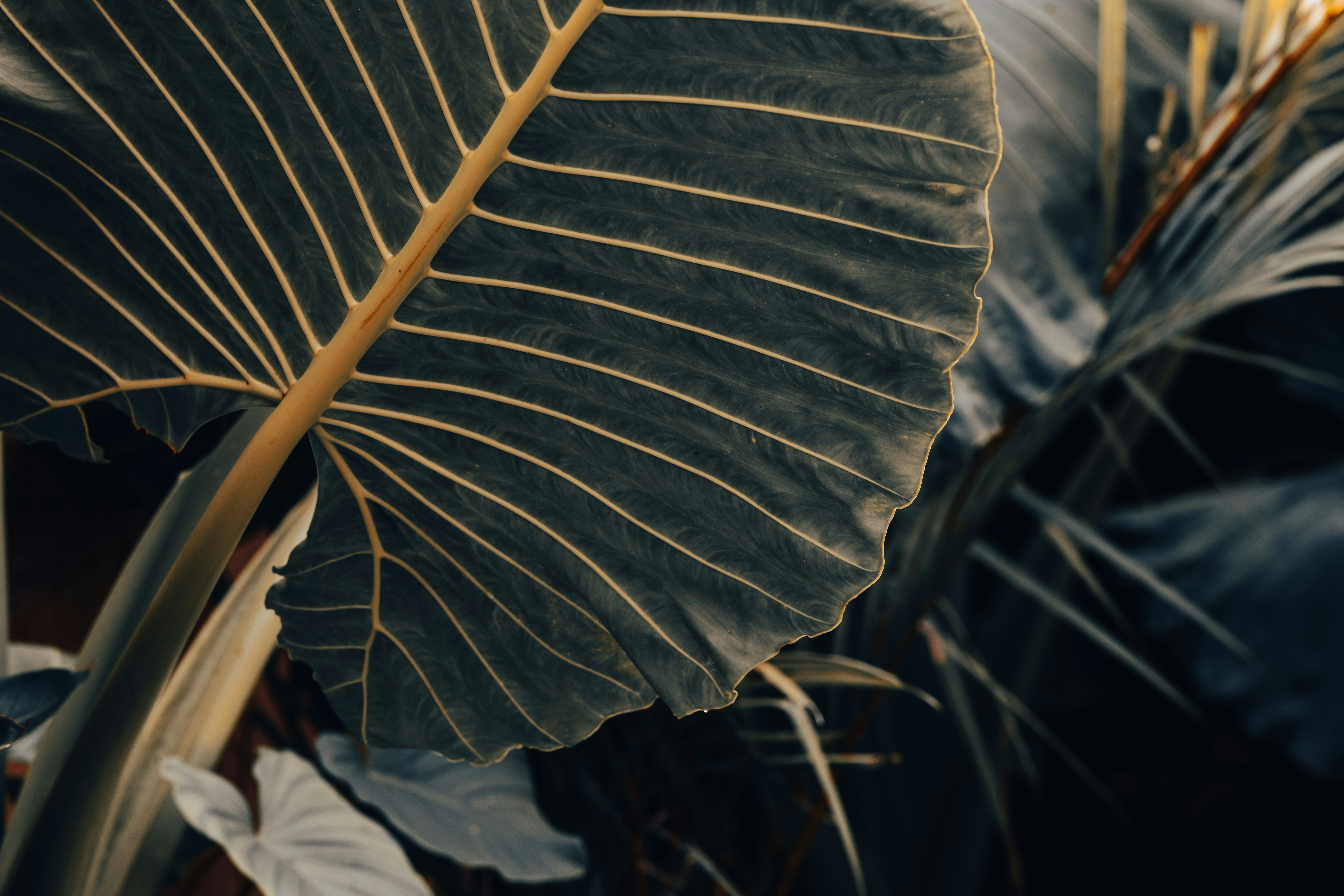 Vein-lined leaf drama: a close-up of tropical greens under subtle shadow