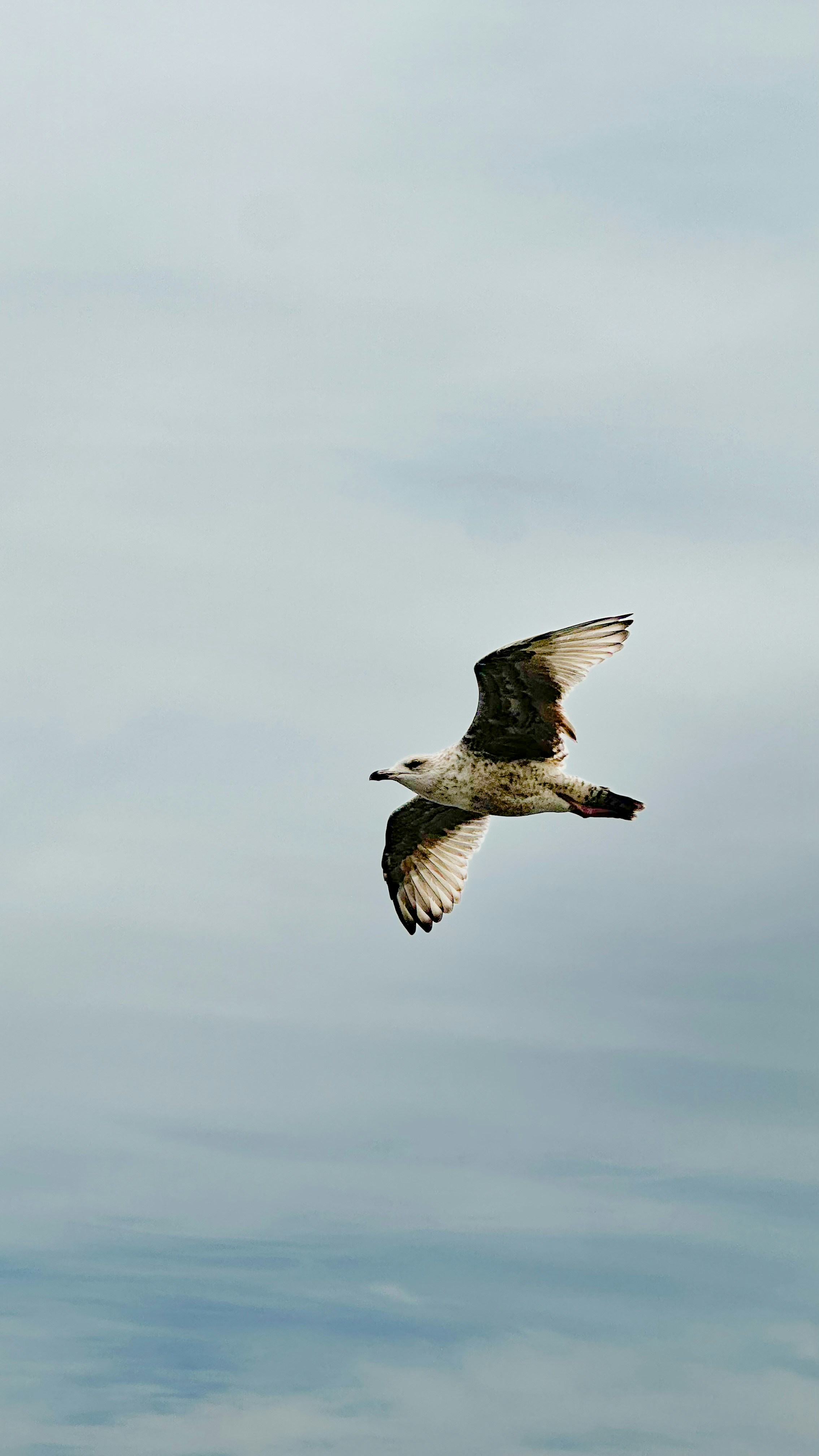 Soaring Seabird: A Gull in Freefall Across a Pale Sky