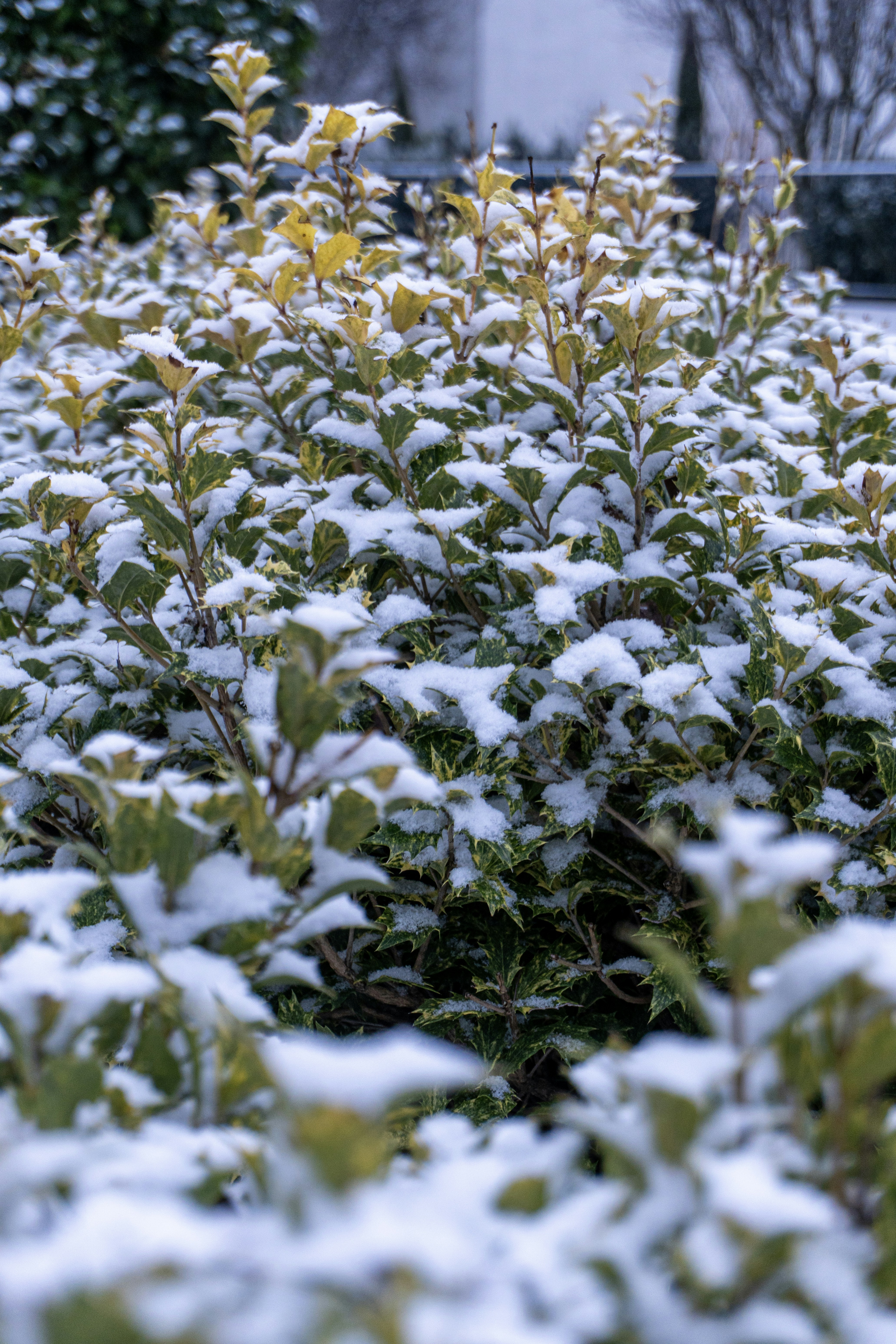 Snow-dusted evergreen hedge under soft winter light