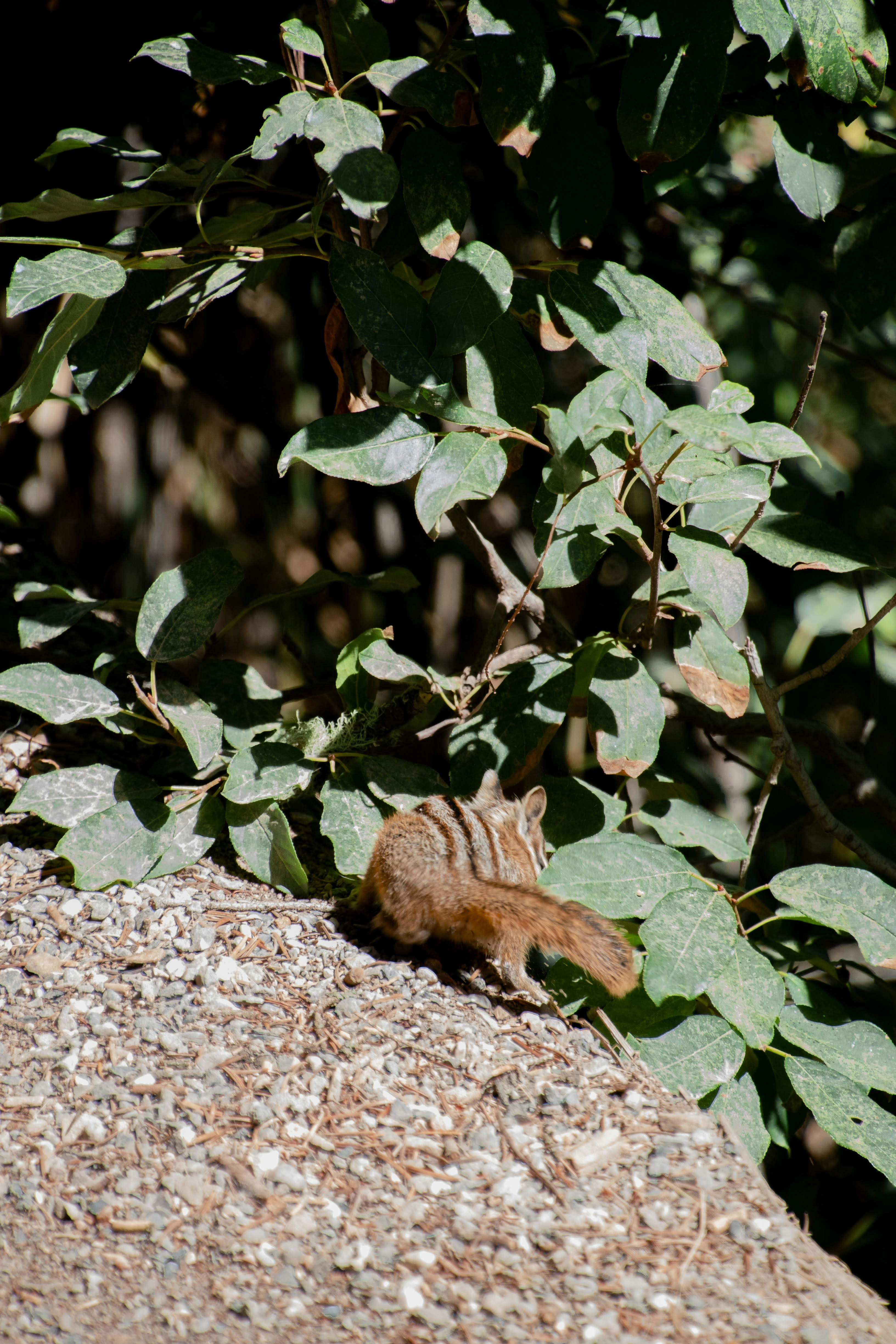 Chipmunk on the Edge: Quiet Moment Among the Foliage